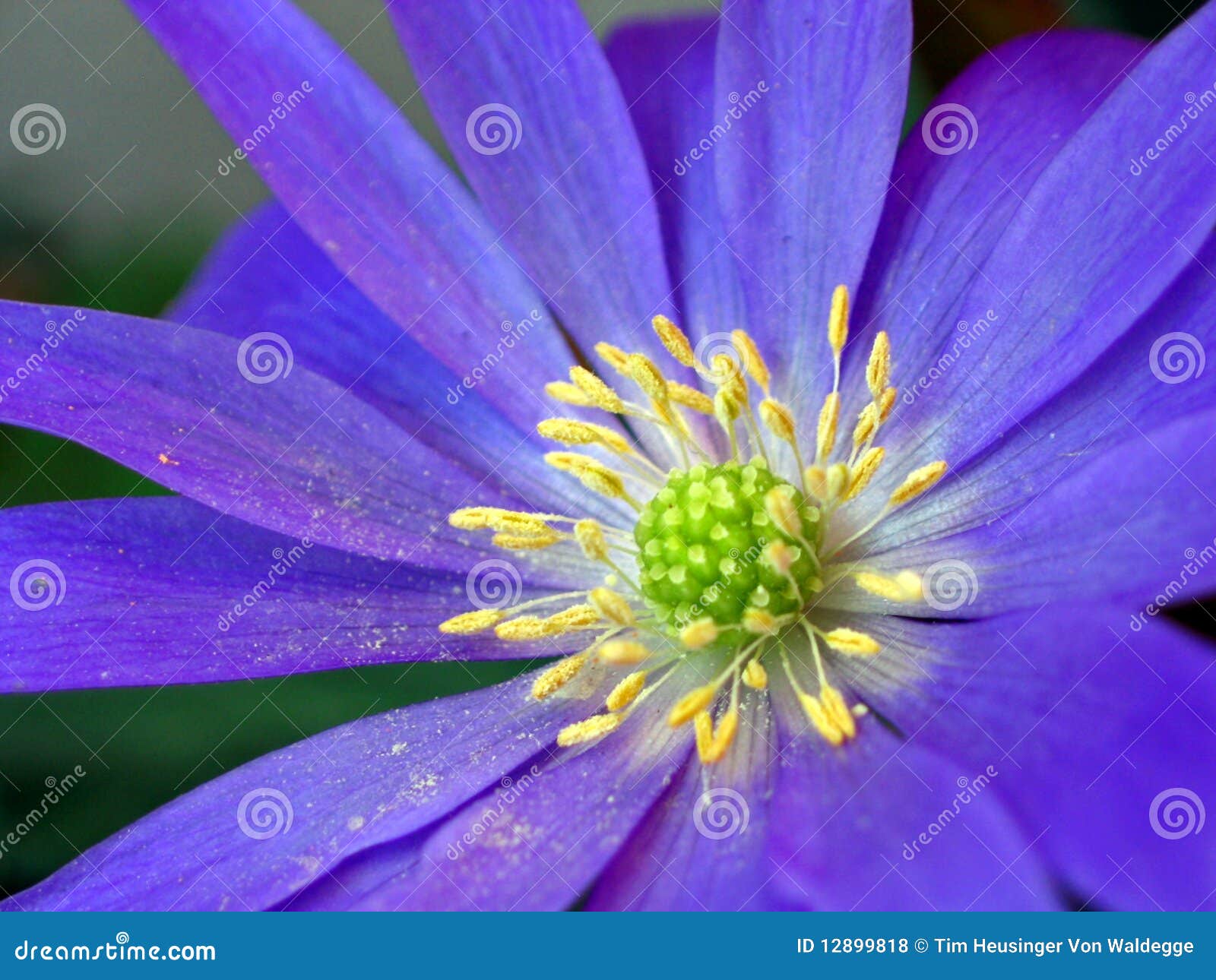 Greek Windflower (Anemone Blanda) Stock Photo - Image of magnoliopsida ...