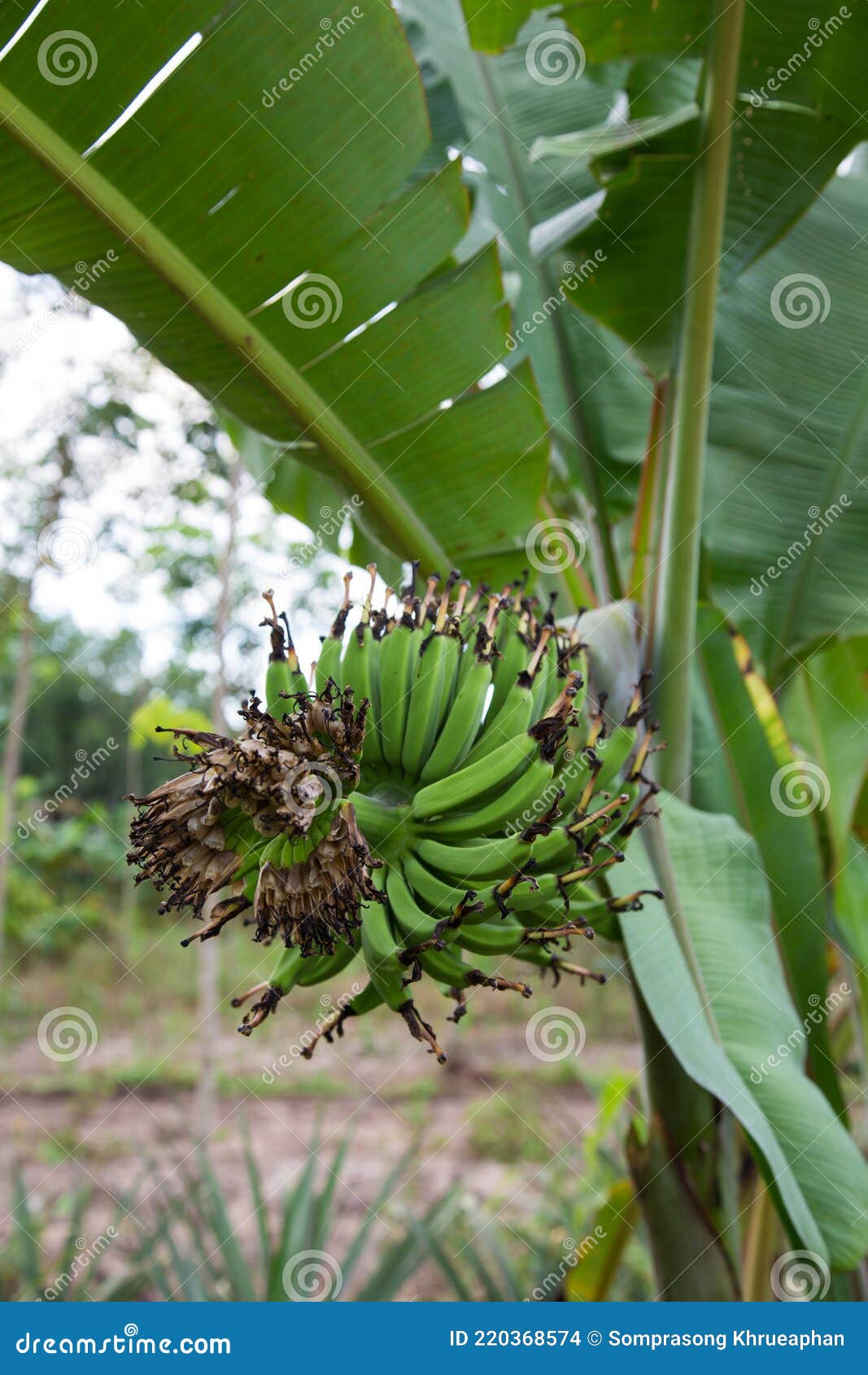 Green Abanana, Raw Bananas, Banana Tree Stock Photo - Image of abanana ...
