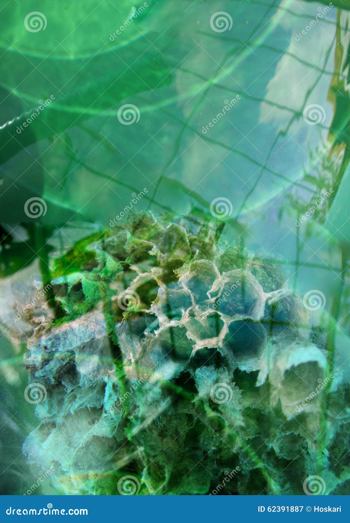 Green Abstract Background with Aquatic and Wasp Nest,blurred Background ...
