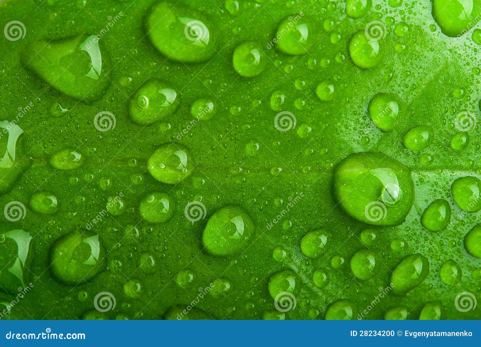Green Abstract Background. Drops of Dew on a Leaf Stock Photo - Image ...