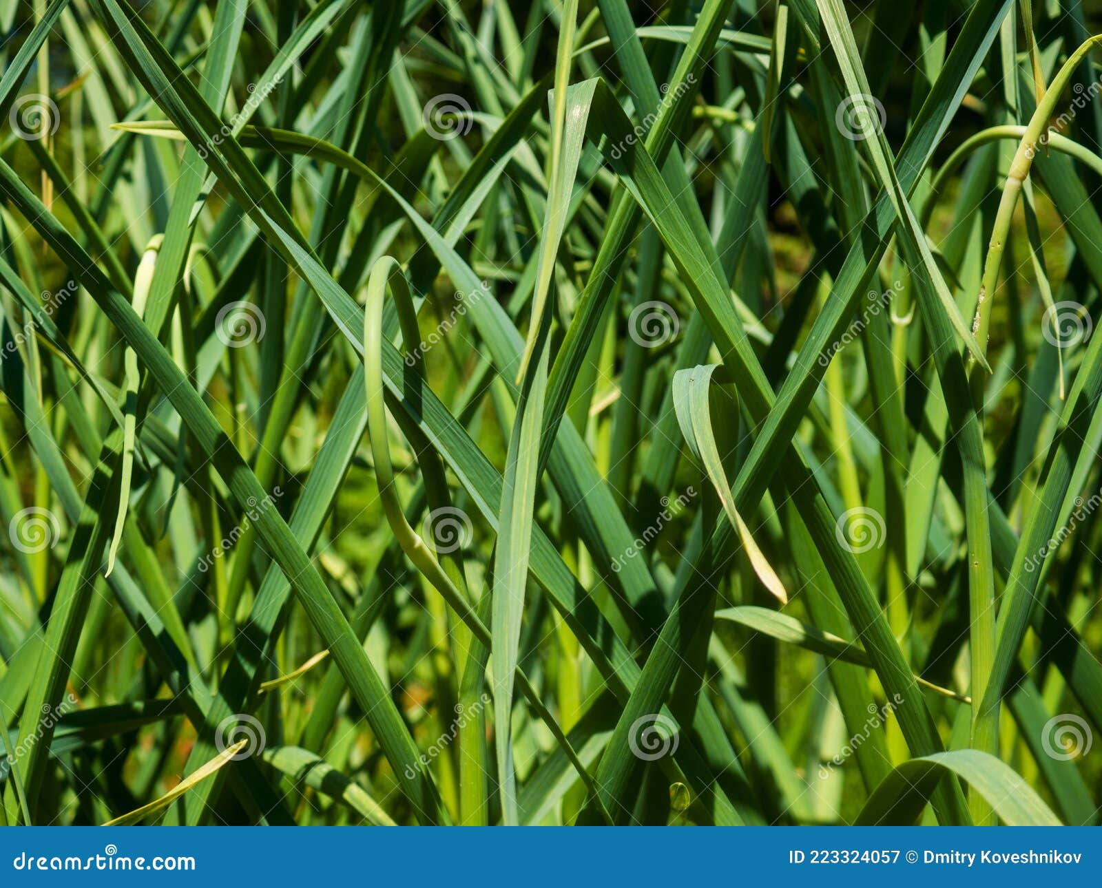 Green Abstract Background of Growing Garlic Stalks. Close-up Stock ...
