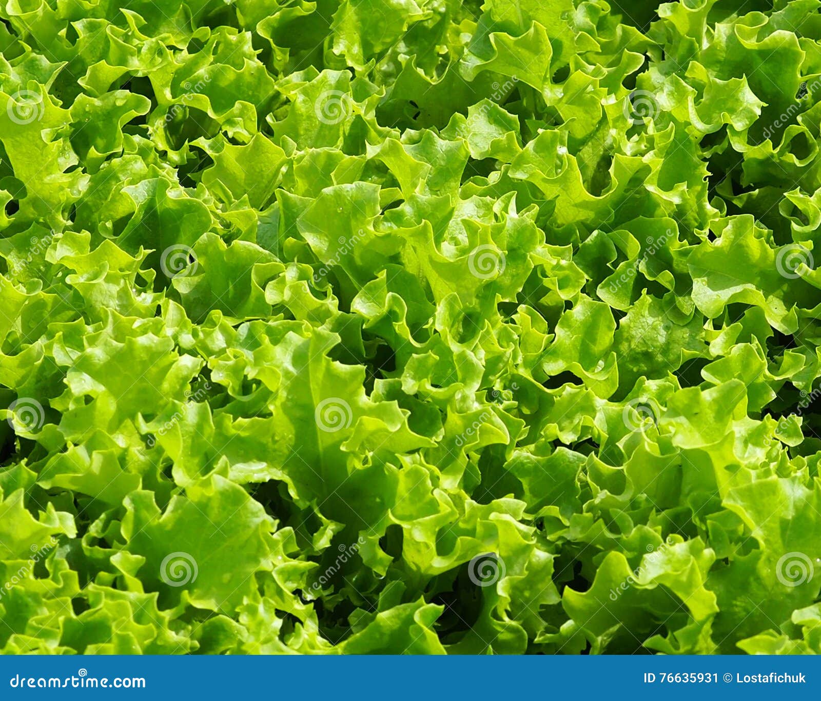 Green Abstract Background of Leaf Lettuce Stock Image - Image of leaf ...