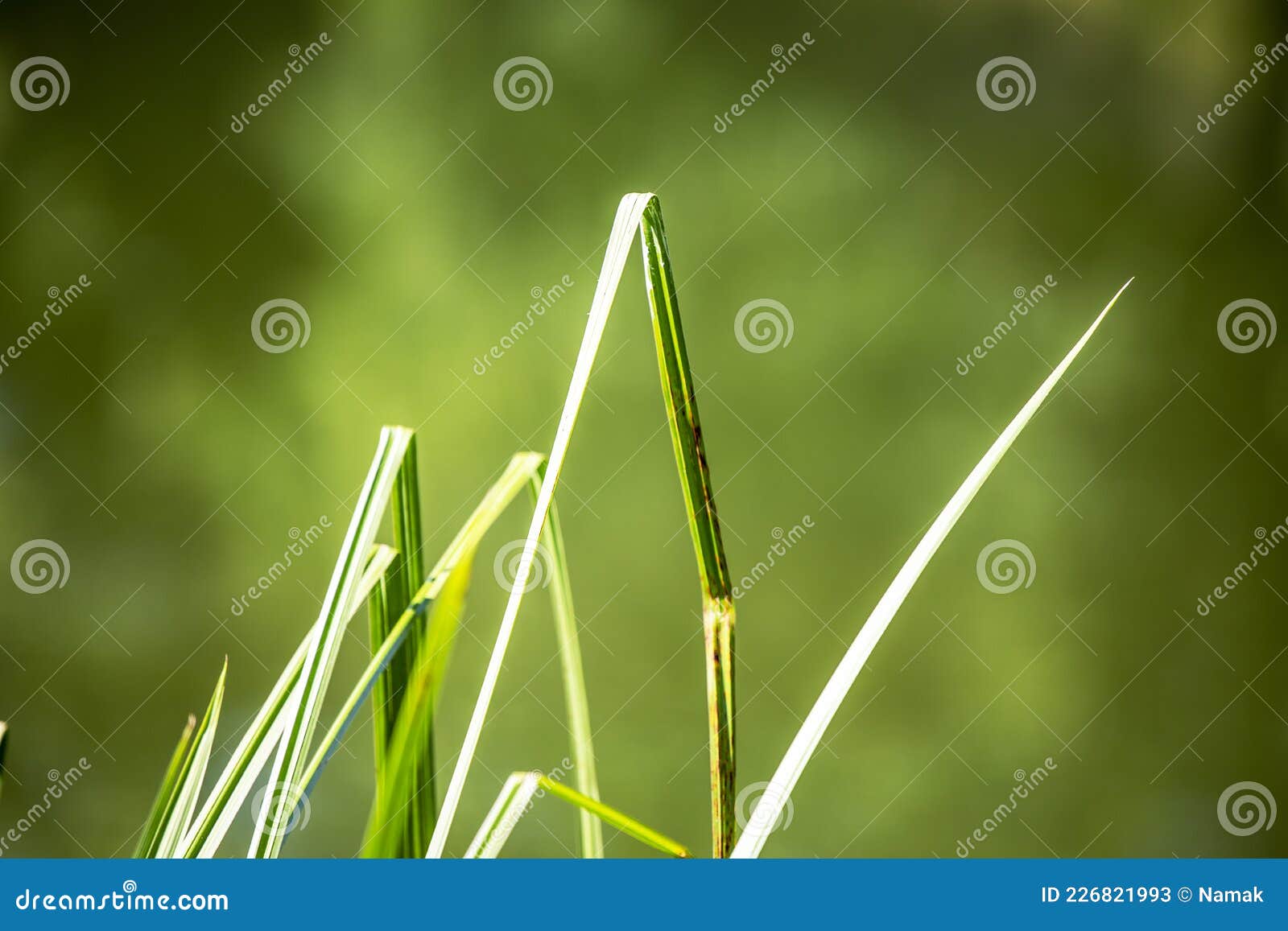 Green Abstract Blurred Background with Stems of Grass, Horizontal Stock ...