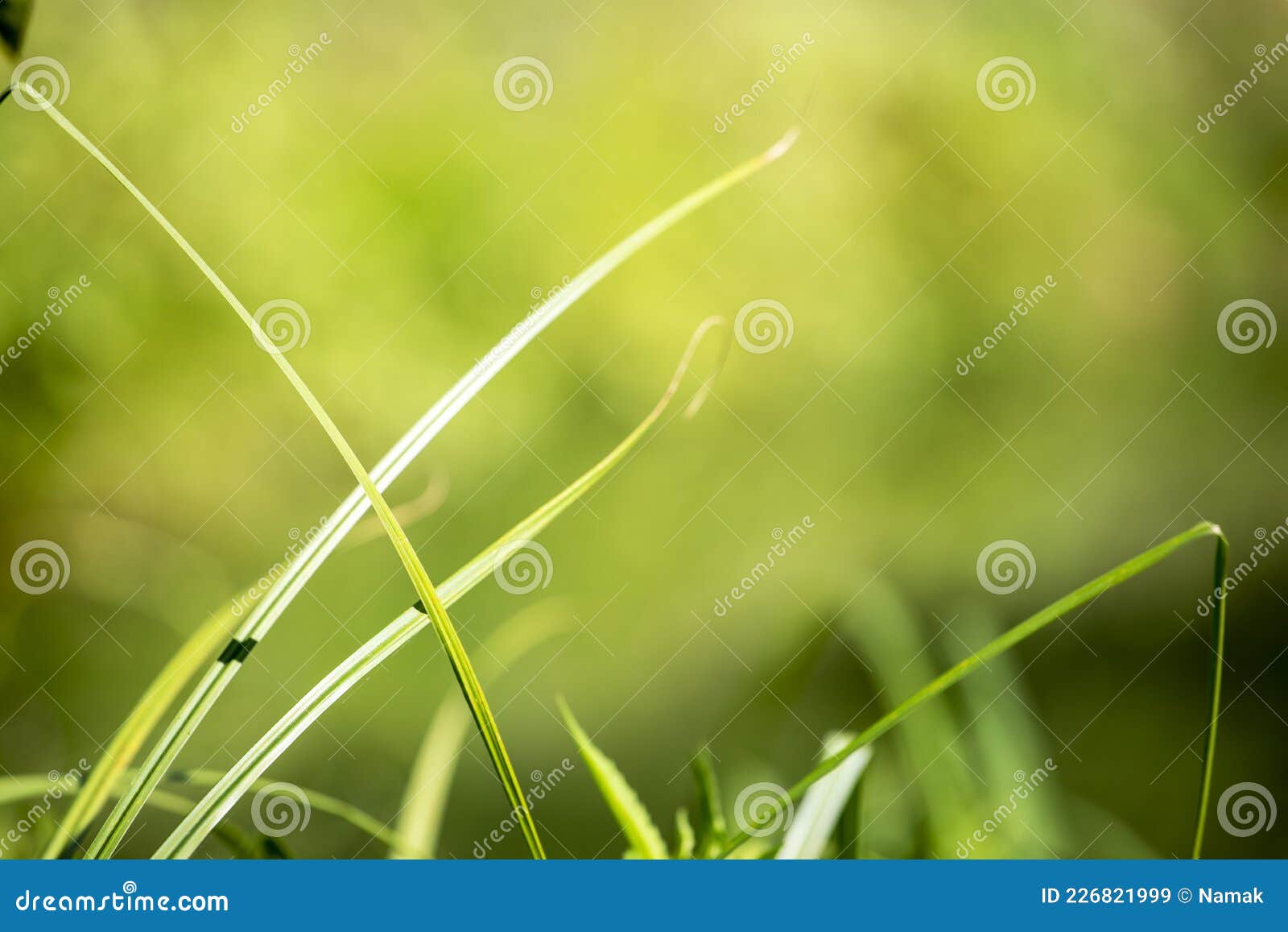 Green Abstract Blurred Background with Stems of Grass, Horizontal Stock ...