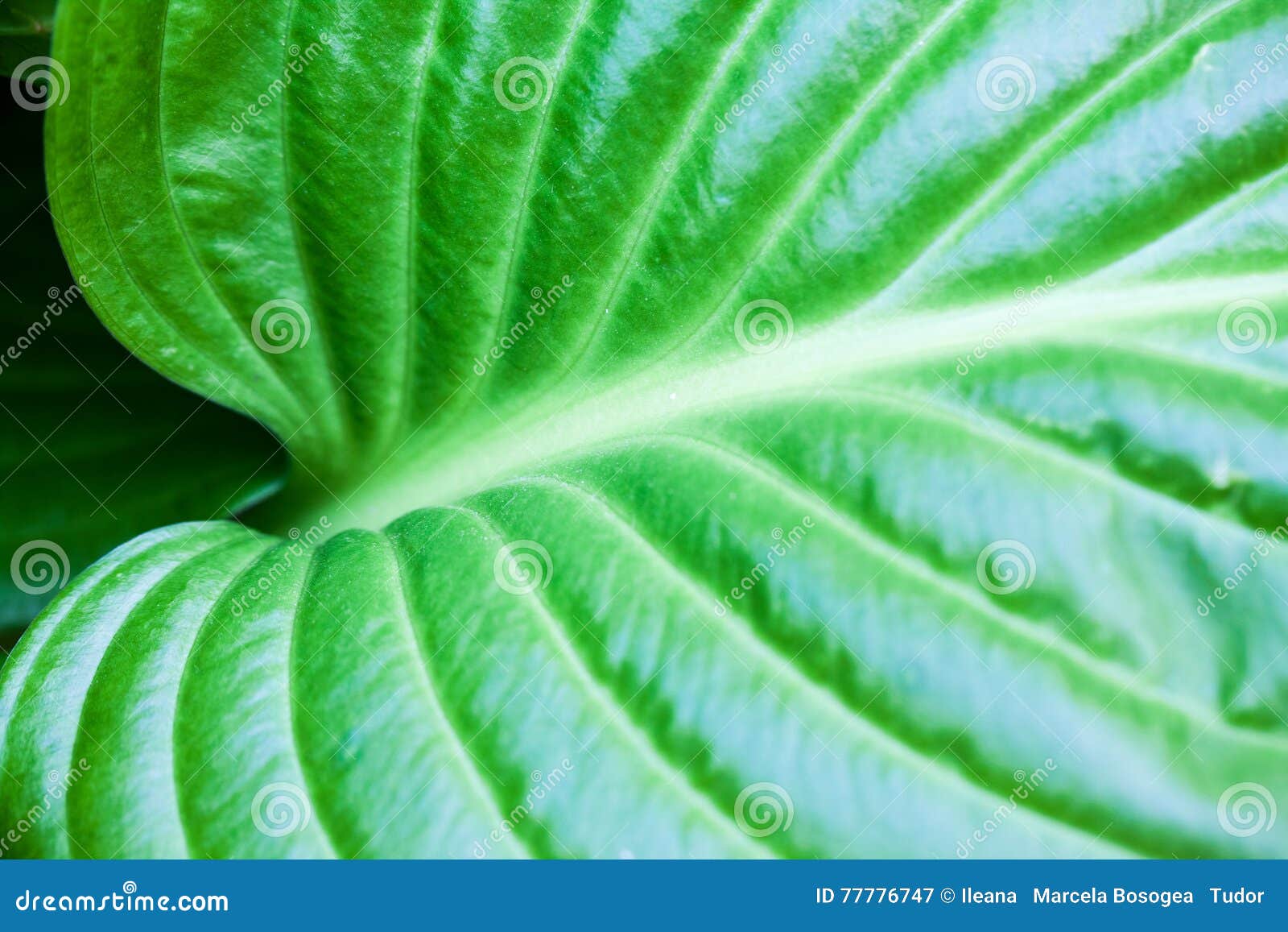Green, Abstract Composition with Leaf Texture Stock Image - Image of ...