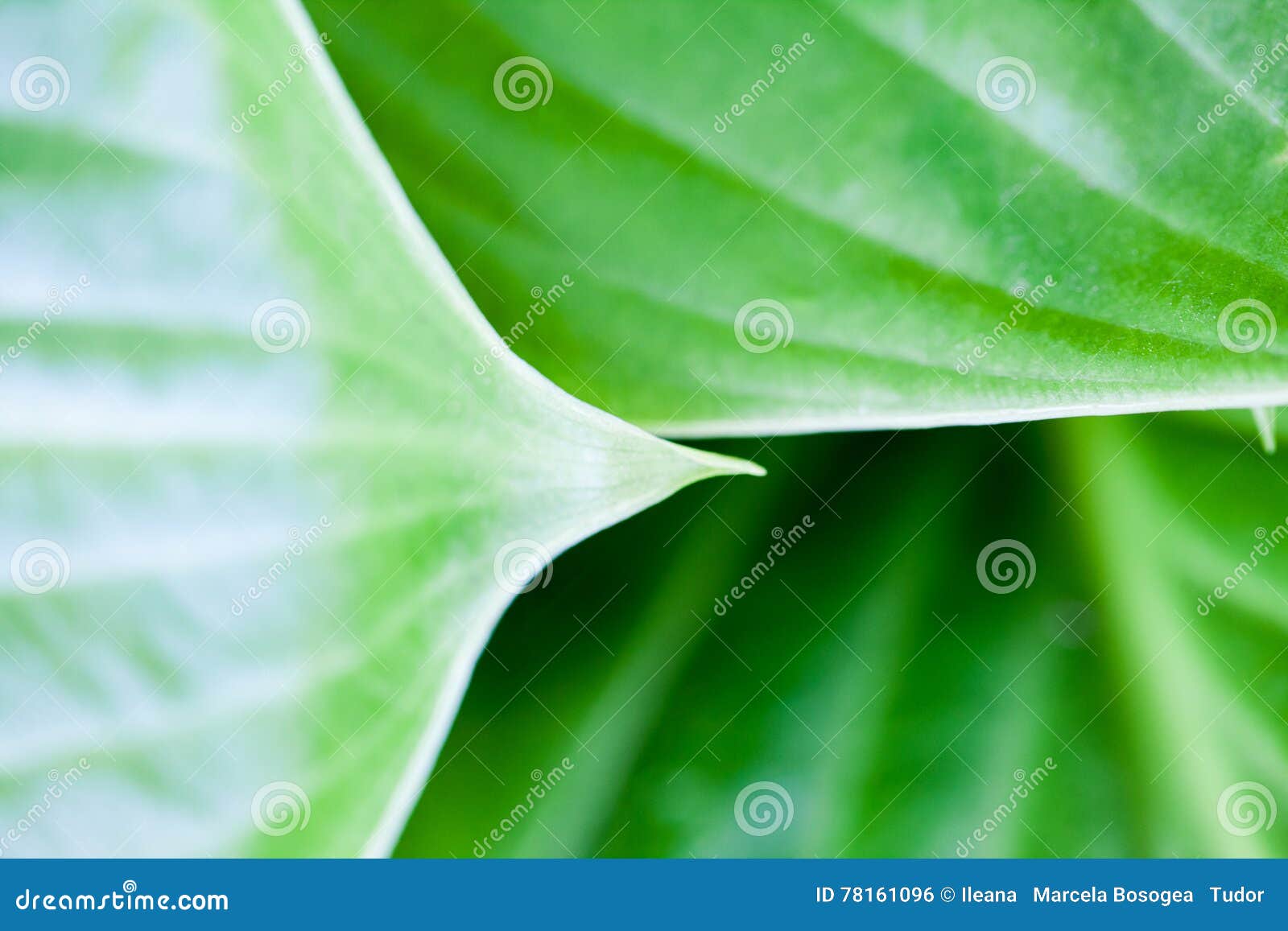 Green, Abstract Composition with Leaf Texture Stock Photo - Image of ...