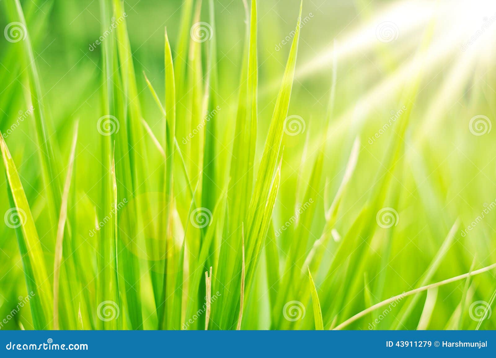 Green Abstract Nature Background Stock Image - Image of defocus, field ...