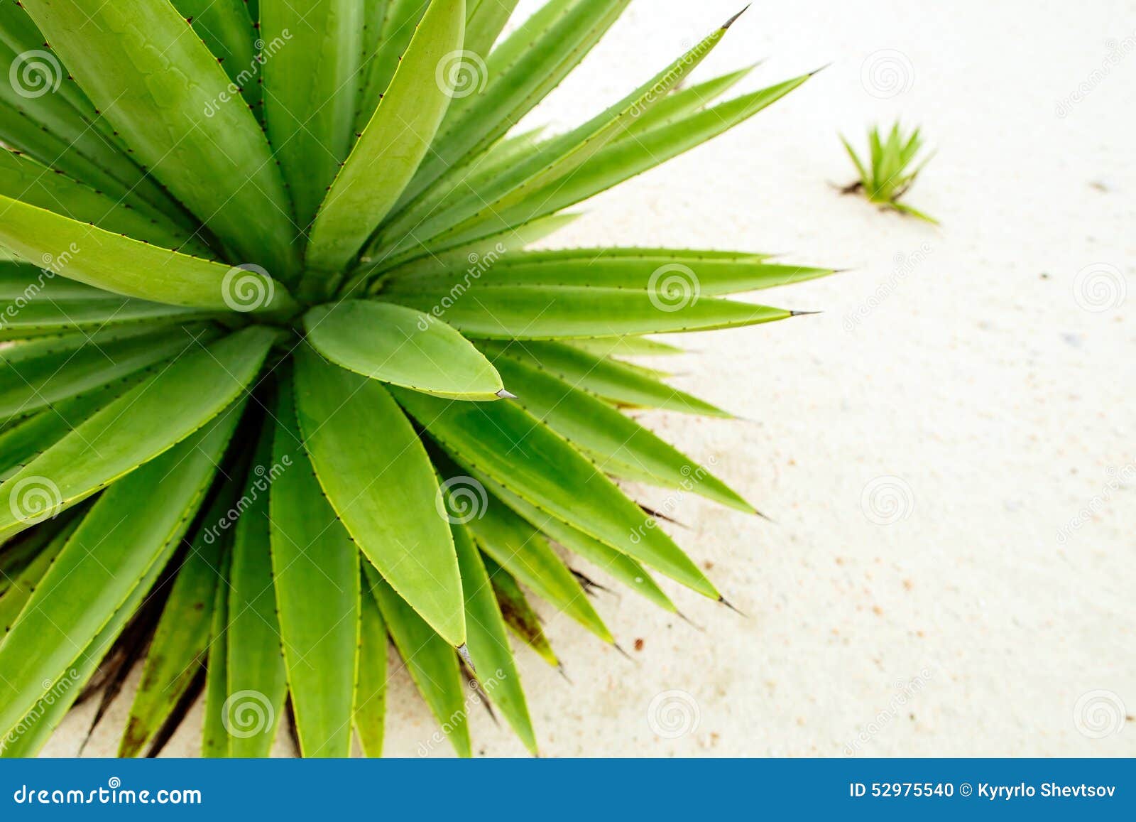 Green Abstract Nature Background Stock Photo - Image of macro, concept ...