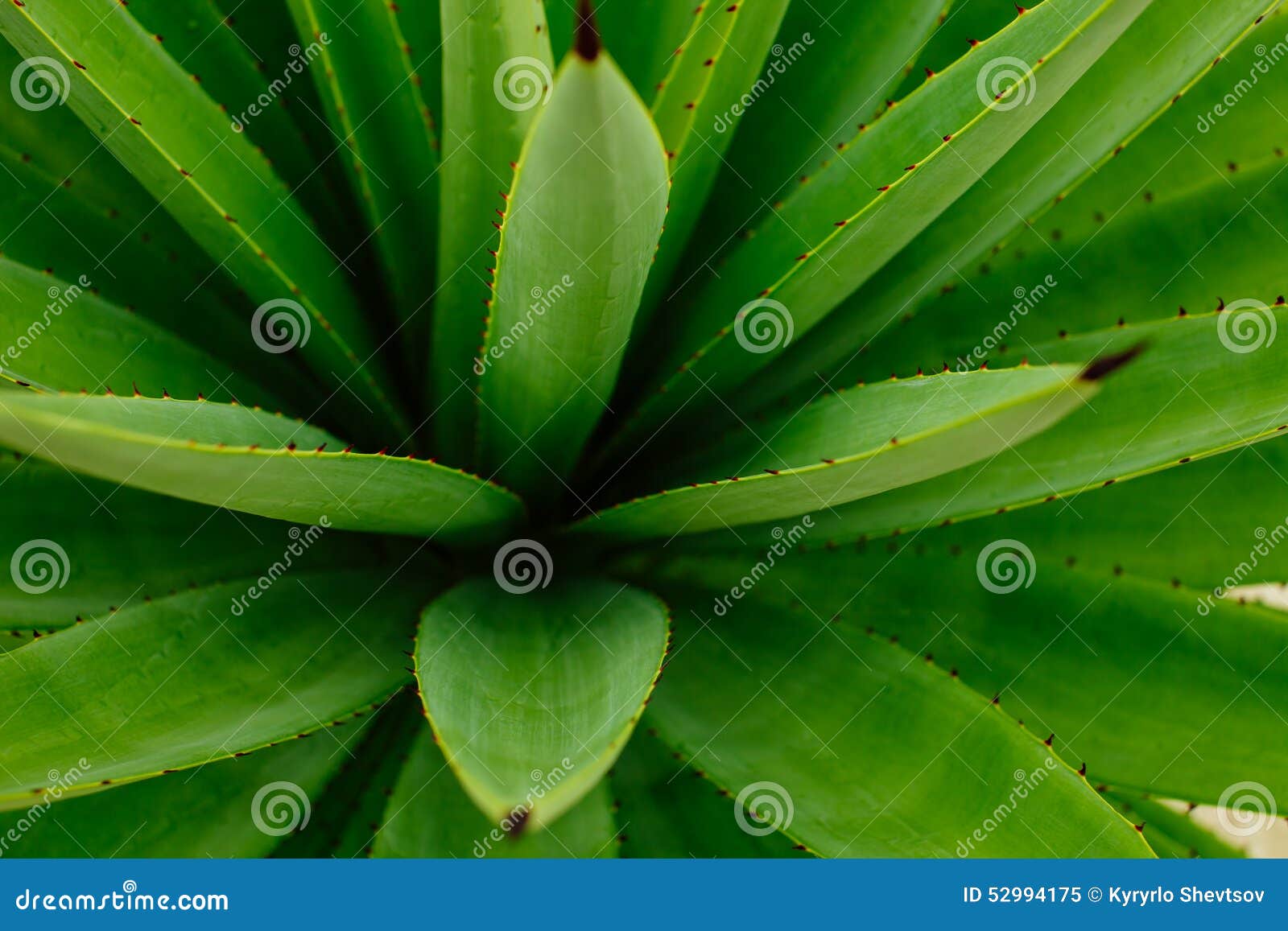 Green Abstract Nature Background Stock Image - Image of environment ...