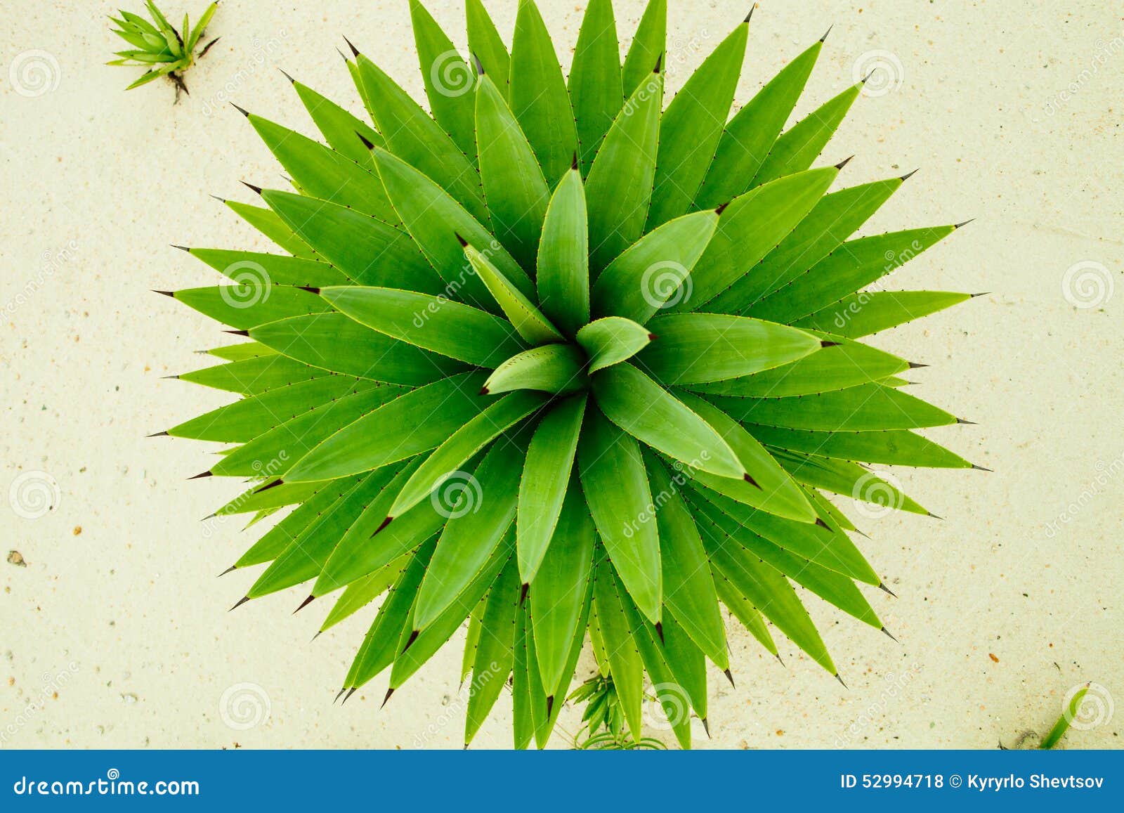 Green Abstract Nature Background Stock Photo - Image of abstract, macro ...