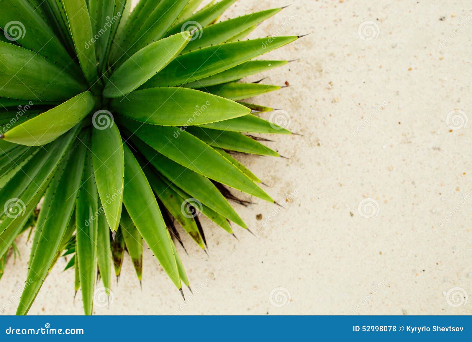 Green Abstract Nature Background Stock Photo - Image of agava, exotic ...