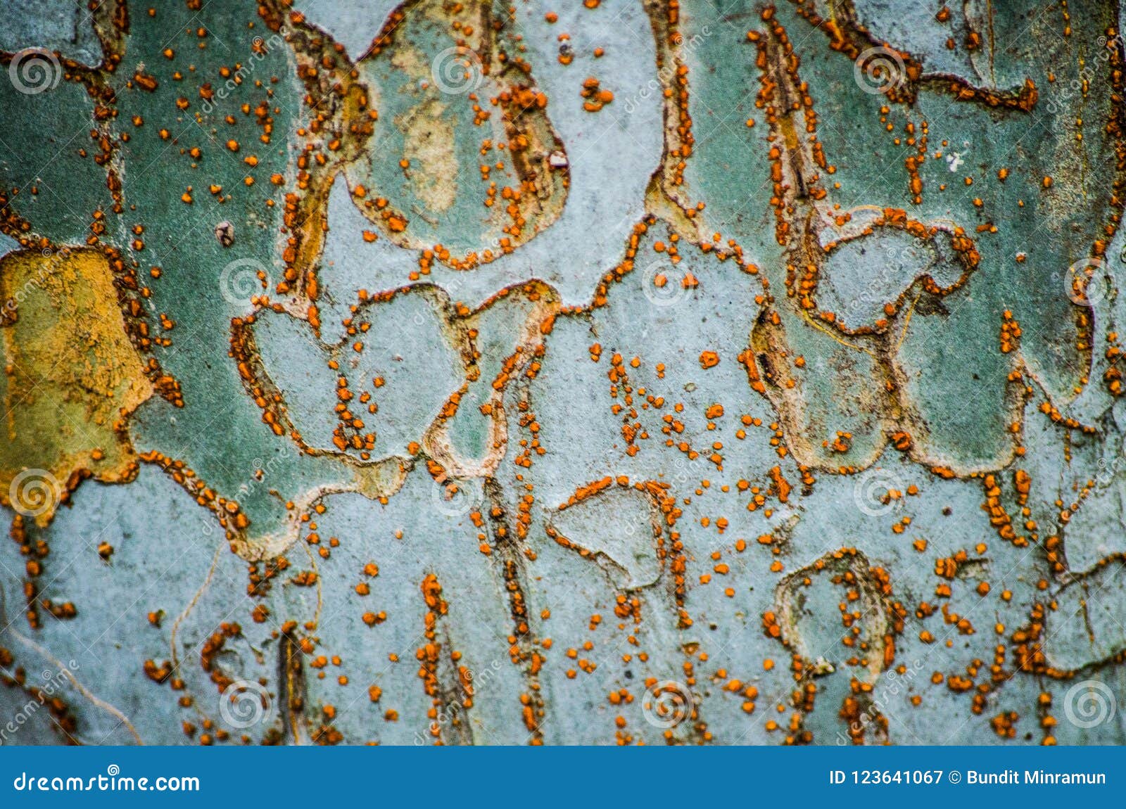 Green Abstract Surface of Wood Tree Texture, Cracked Surface Pattern ...