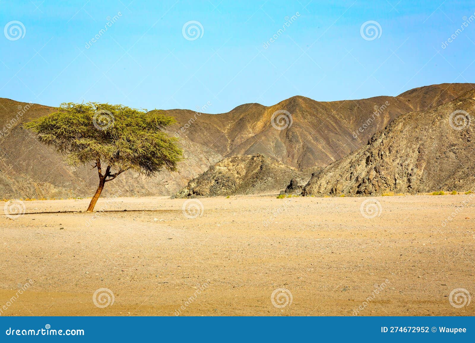 A Green Acacia Tree in the Desert of Sahara Stock Photo - Image of sand ...
