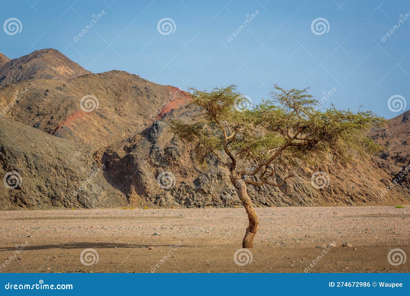A Green Acacia Tree in the Desert of Sahara Stock Photo - Image of ...