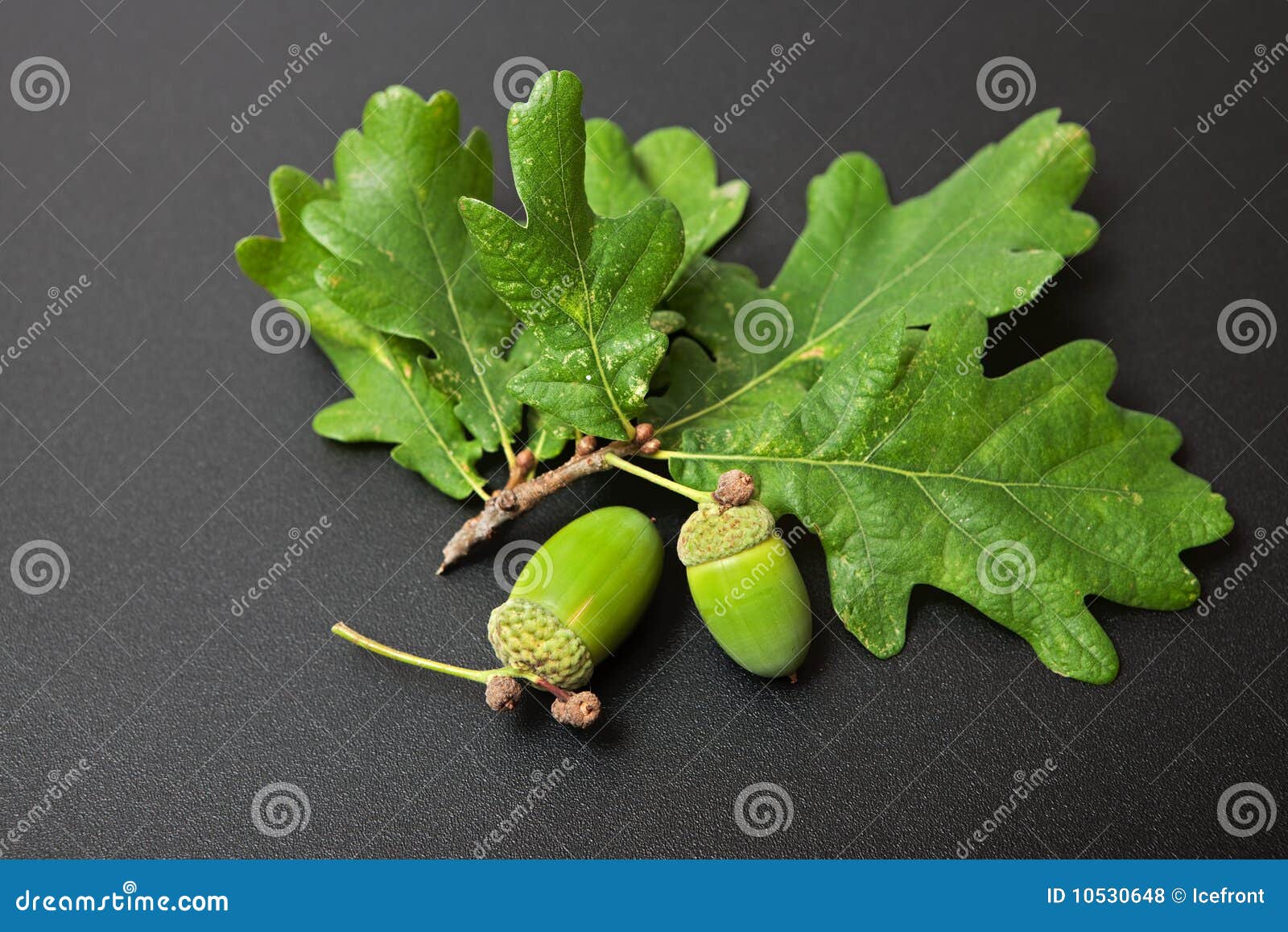 Green acorn stock photo. Image of seed, stem, green, acorn - 10530648