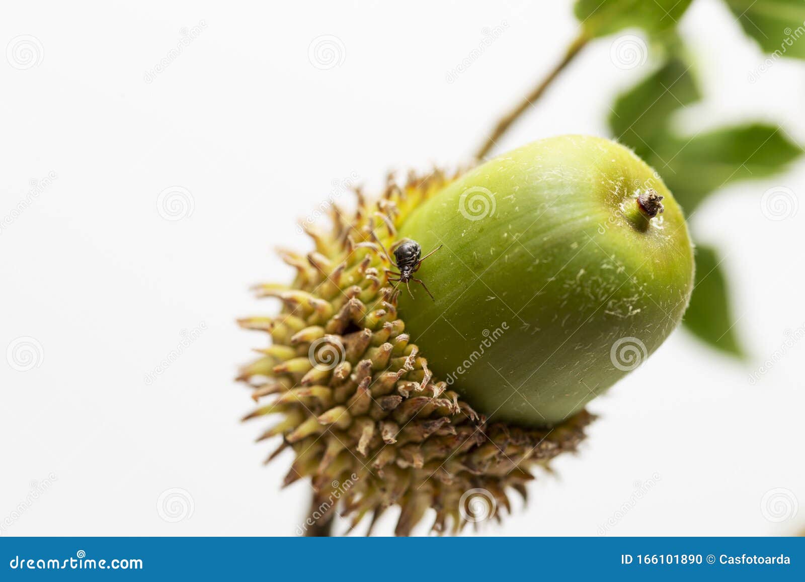 Green Acorn with a Bug on it Stock Photo - Image of botany, botanical ...