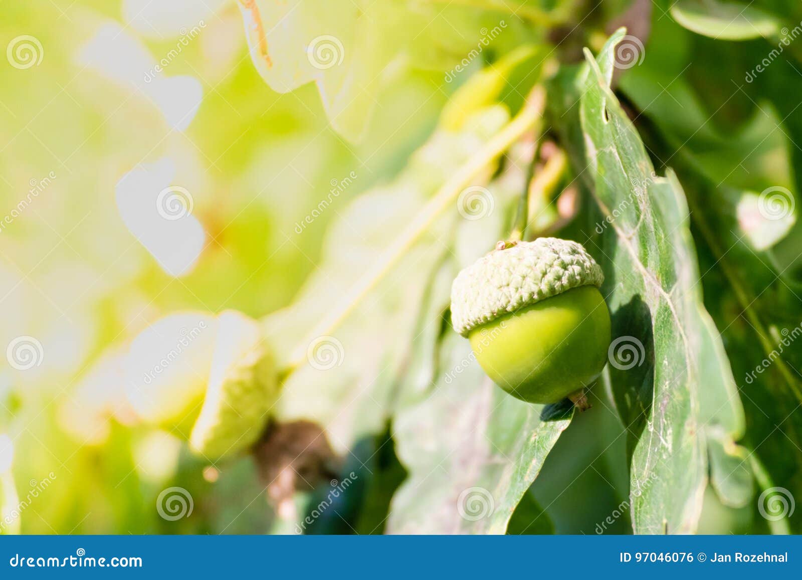 Green Acorn Growing on a Tree Stock Photo - Image of green, element ...