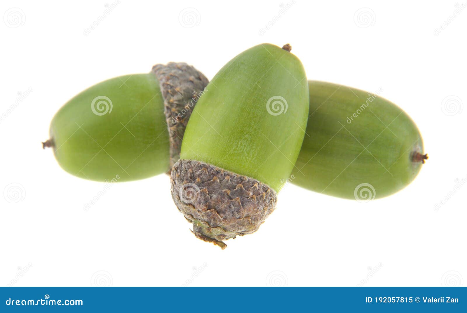 Green Acorn Isolated on White Background Stock Image - Image of acorns ...