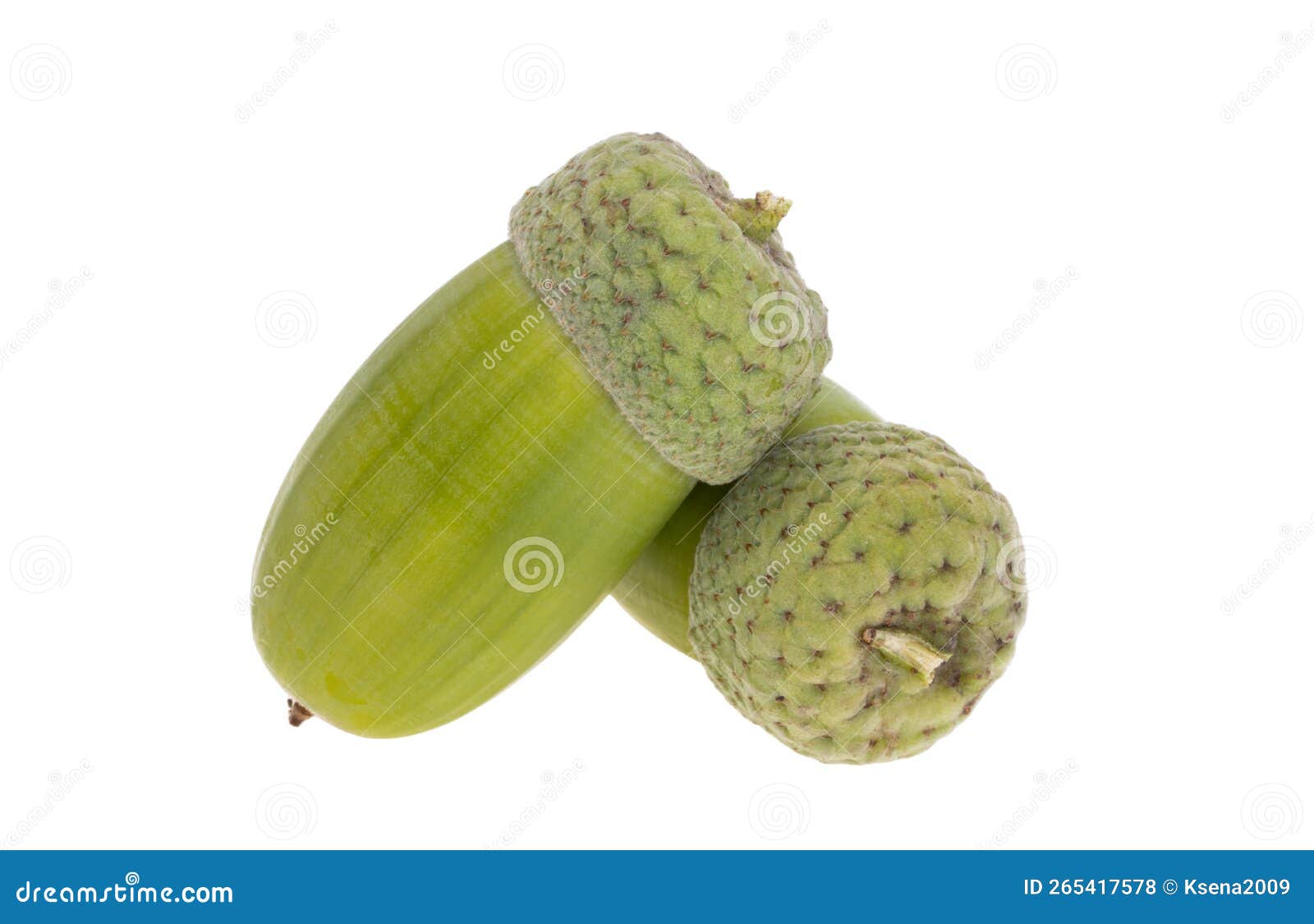 Green acorn isolated stock photo. Image of spring, foliage - 265417578