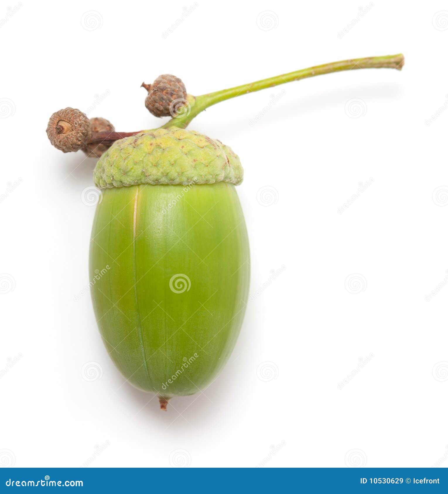 Green acorn macro stock image. Image of seed, acorn, core - 10530629