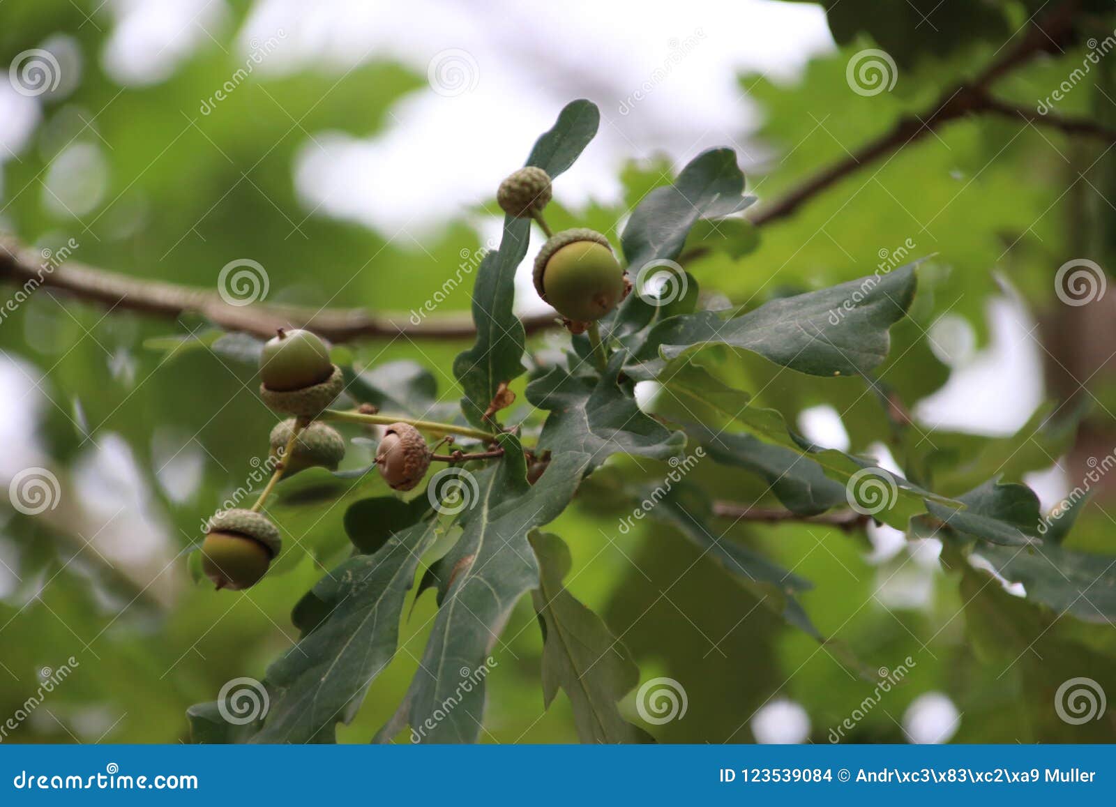 Green Acorn with Shell on a Oak Tree on the Veluwe in the Netherlands ...