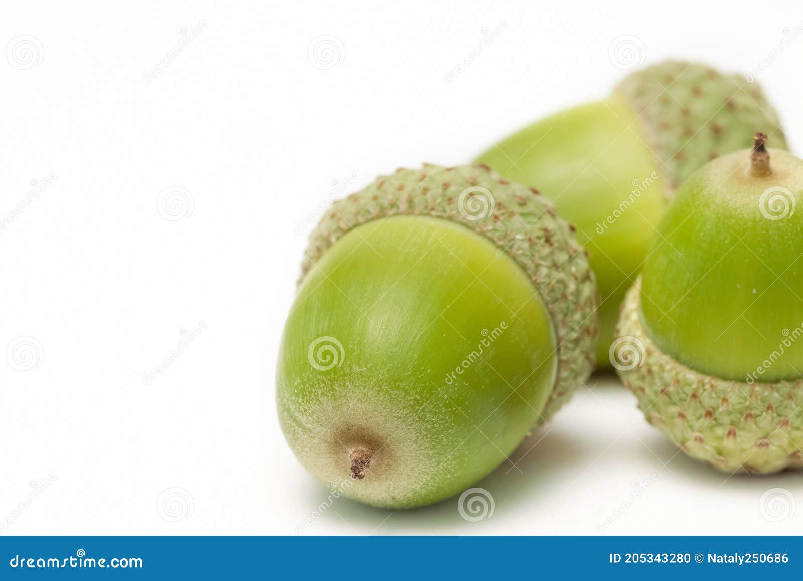 Green Acorn from the Tree Oak Bunch of Nuts Isolated on White ...