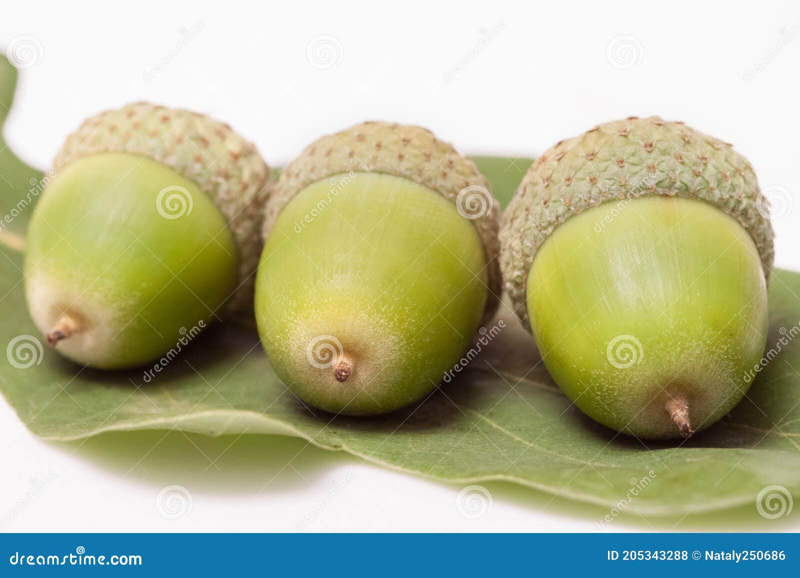 Green Acorn from the Tree Three Oak Nuts with Leaf Isolated on White ...