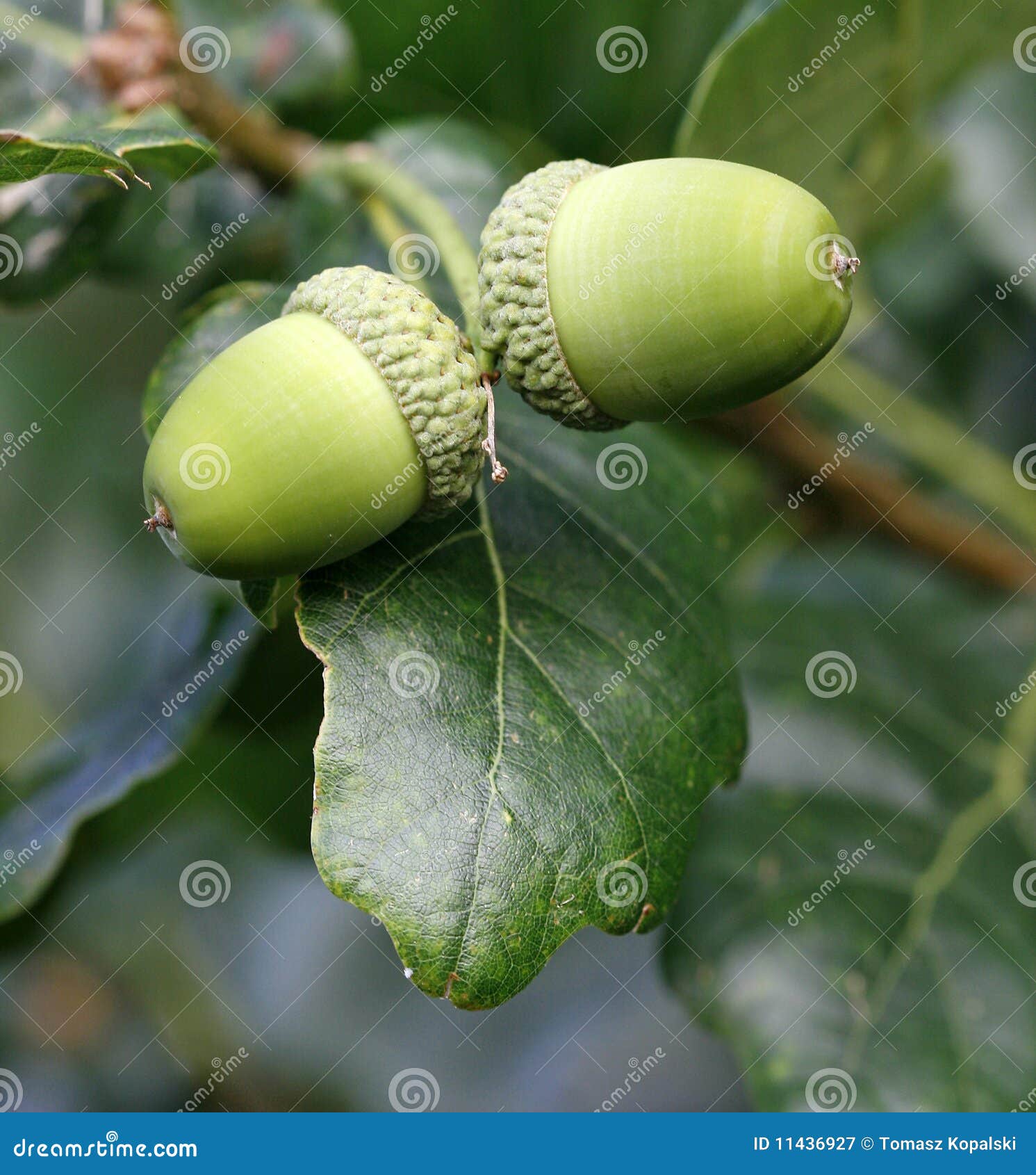 Green acorns stock image. Image of leaf, forest, september - 11436927