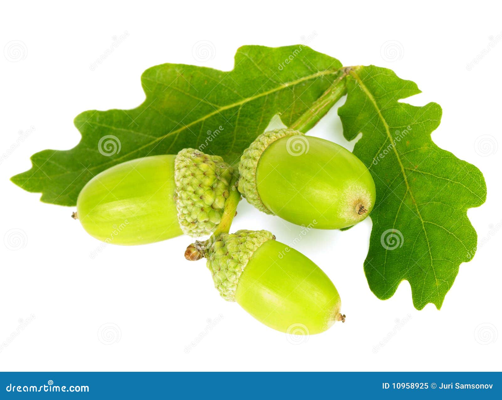 Green acorns with leaves. stock image. Image of isolated - 10958925