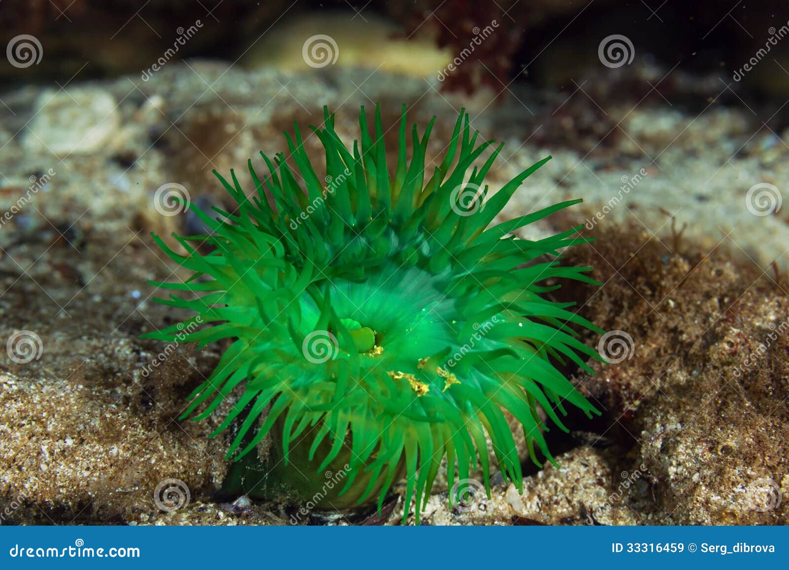 Green actinia stock image. Image of night, fishes, saltwater - 33316459