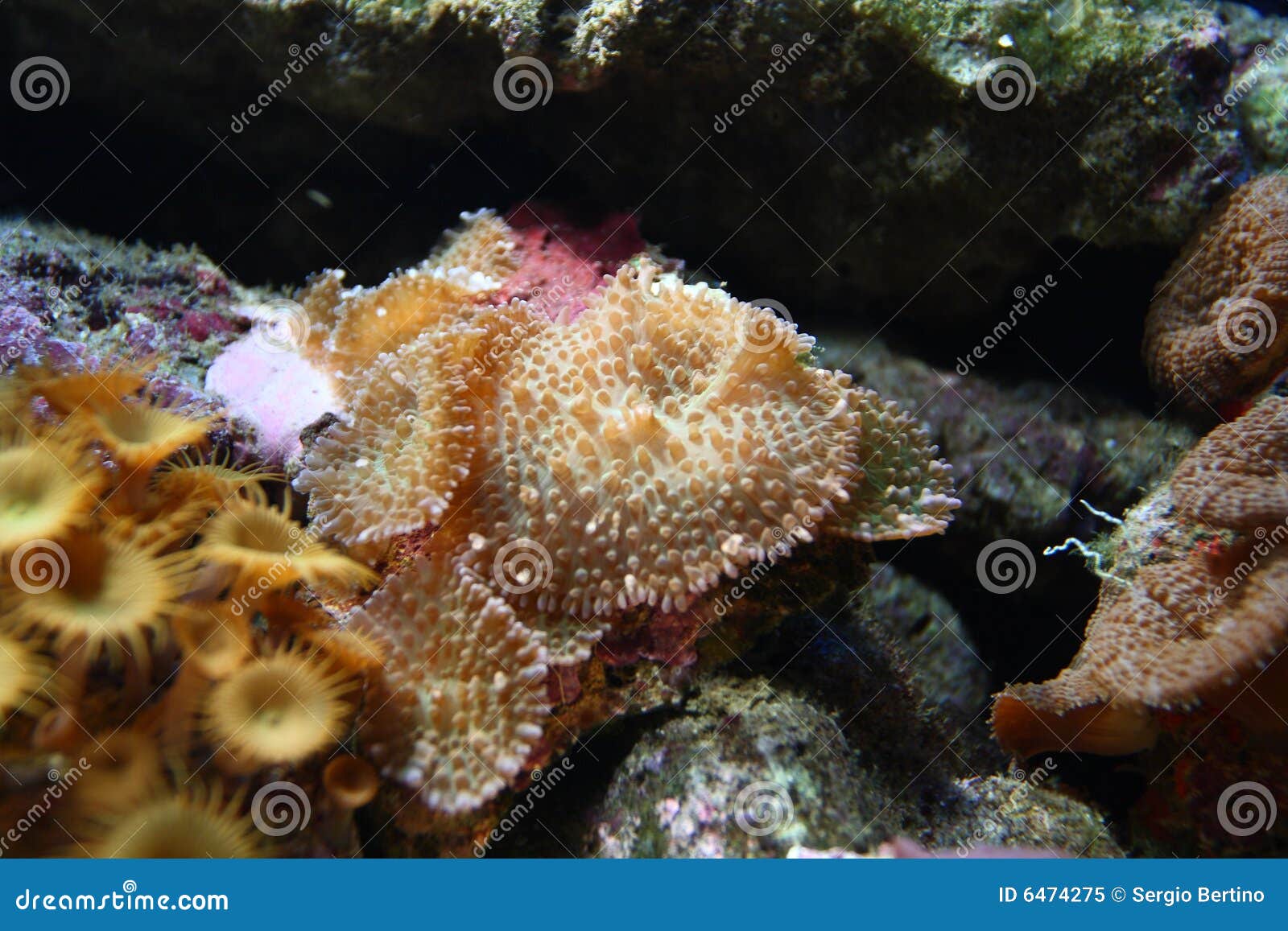 Discosoma coral stock image. Image of discosoma, colours - 6474275