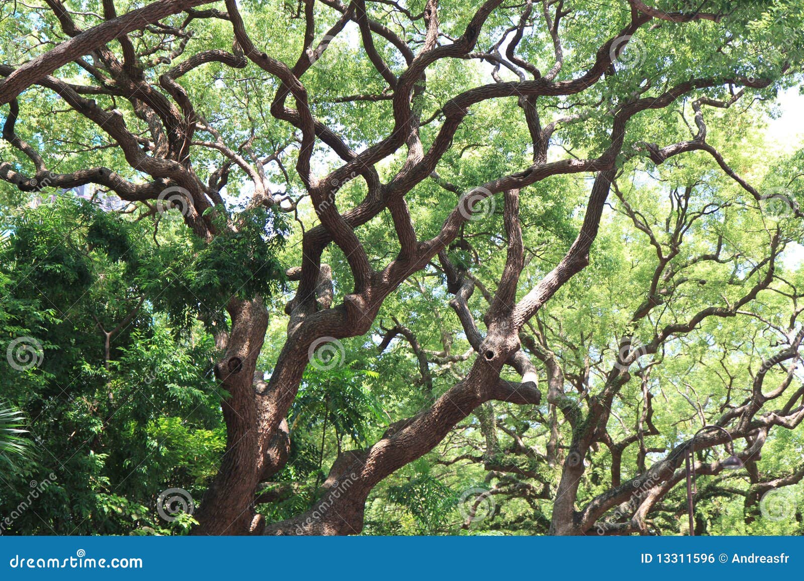 Green adnate trees stock photo. Image of summer, sunbeam - 13311596