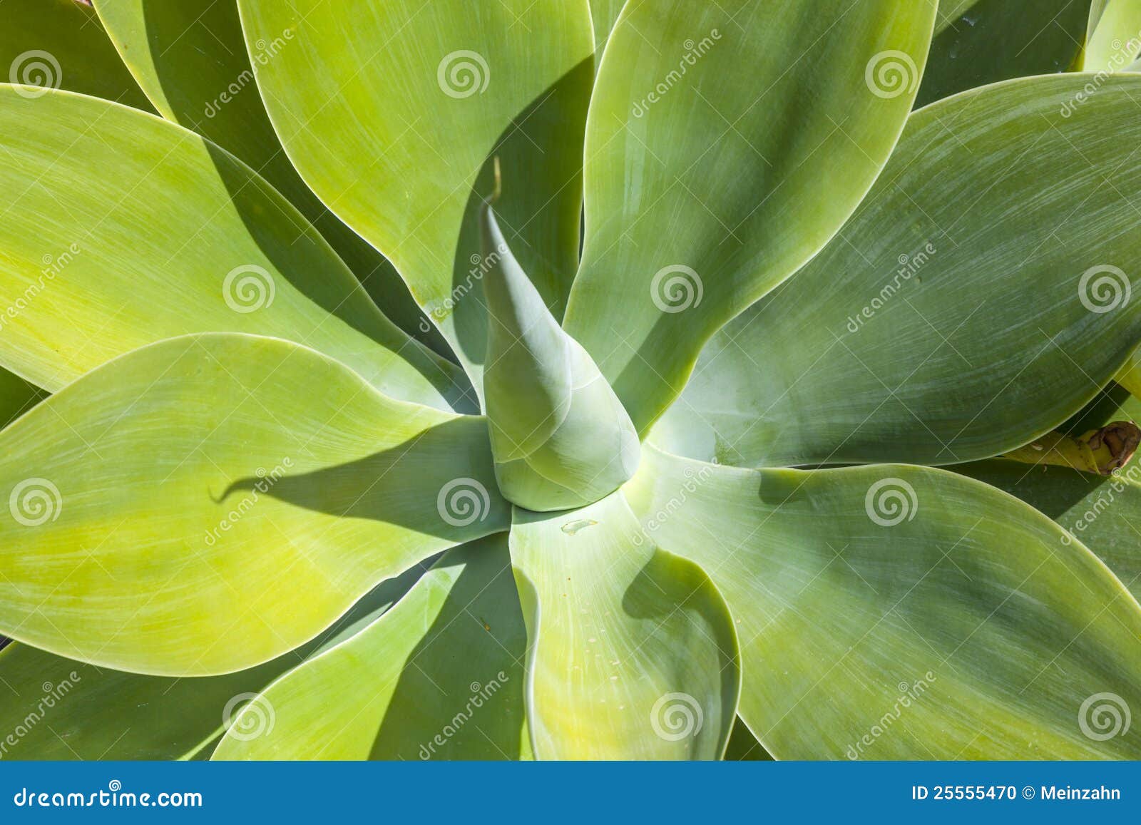 Green Agave in Bright Light Stock Photo - Image of america, field: 25555470