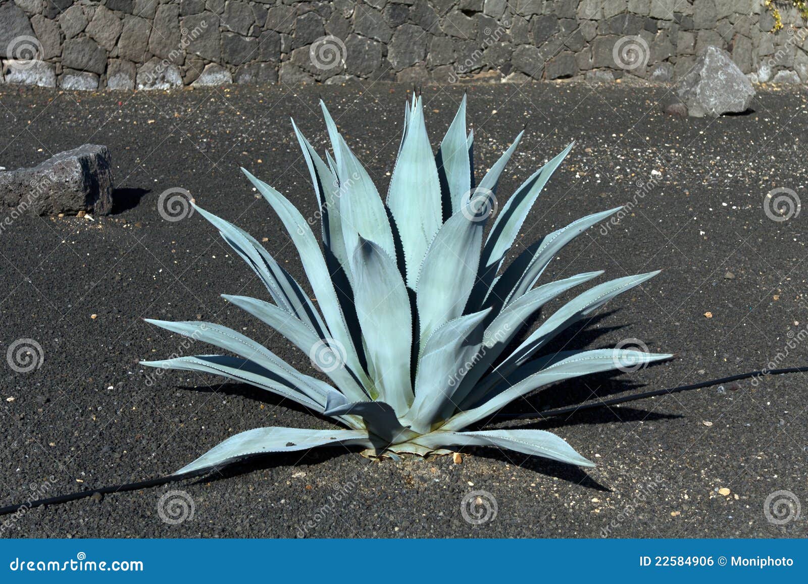 Green Agave Tree Branches With Its Leaves In Venilale, Timor-Leste ...