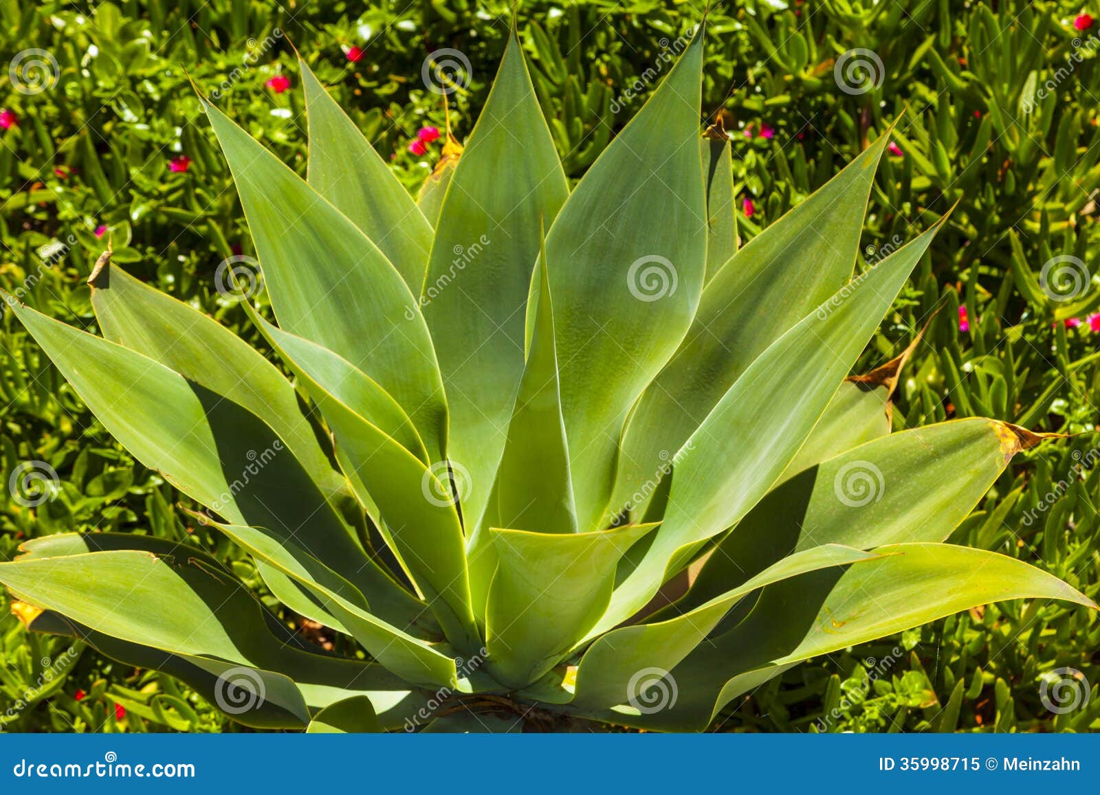 Green agave plant stock image. Image of detailed, growing - 35998715