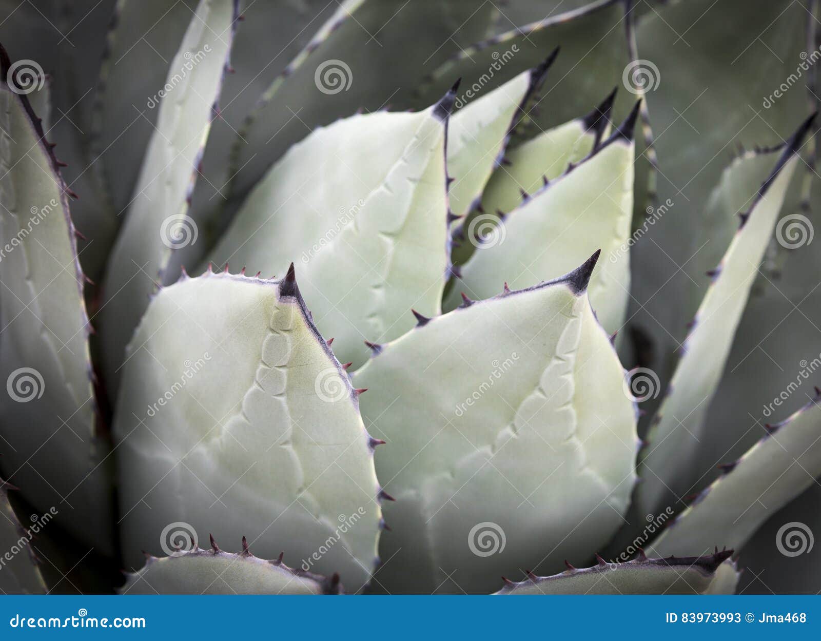 Green Agave Plant Cactus stock image. Image of juicy - 83973993