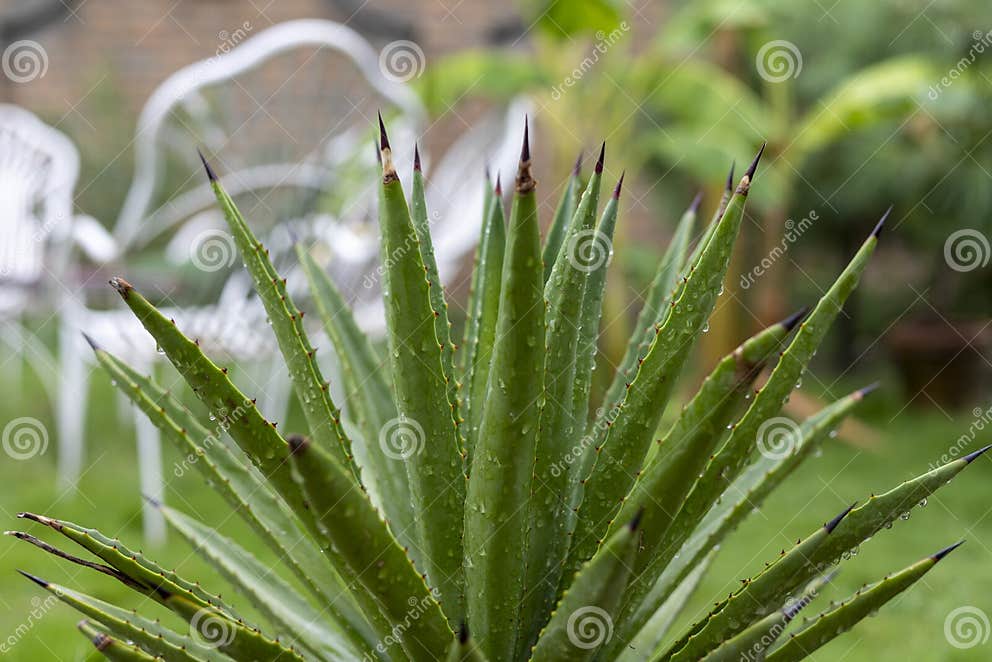 Green Agave with Pointer Sharp Leaves Stock Image - Image of creativity ...
