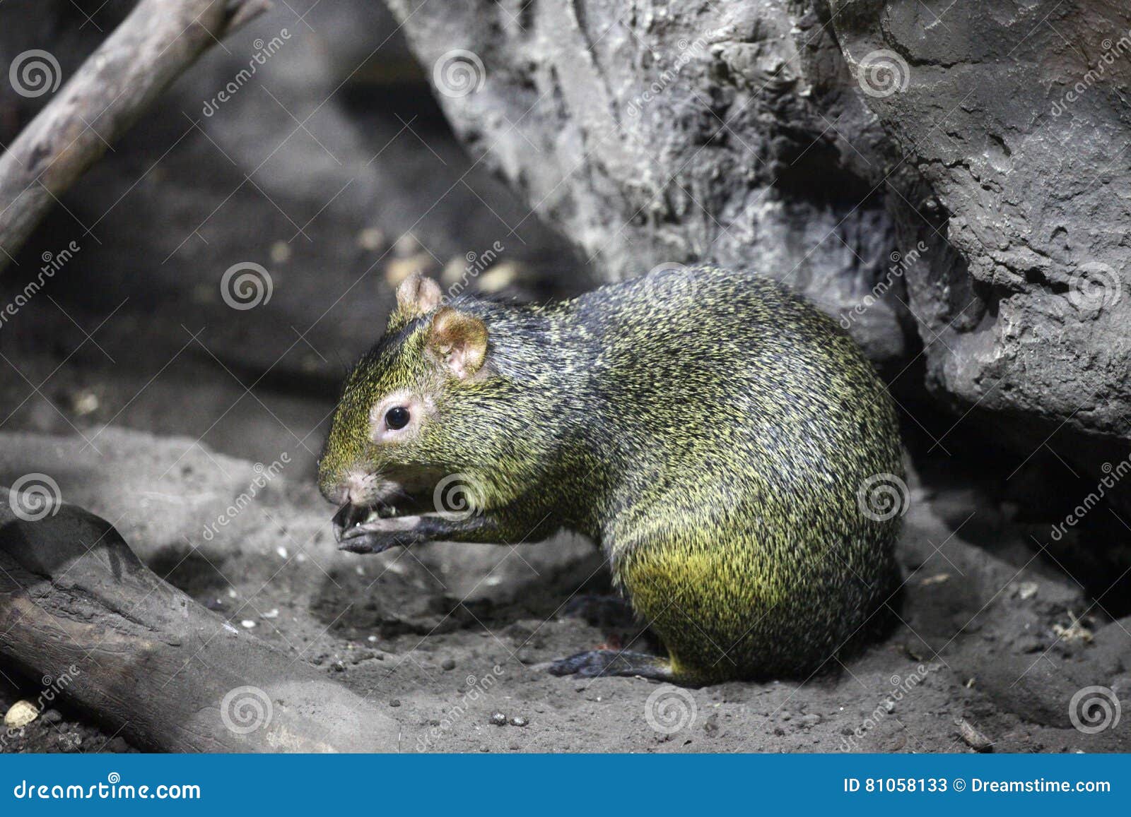 Green agouti eating stock image. Image of unusual, animal - 81058133