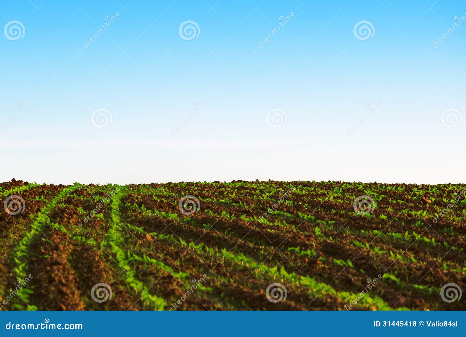 Green Agricultural Sow Field and Blue Stock Photo - Image of earth ...