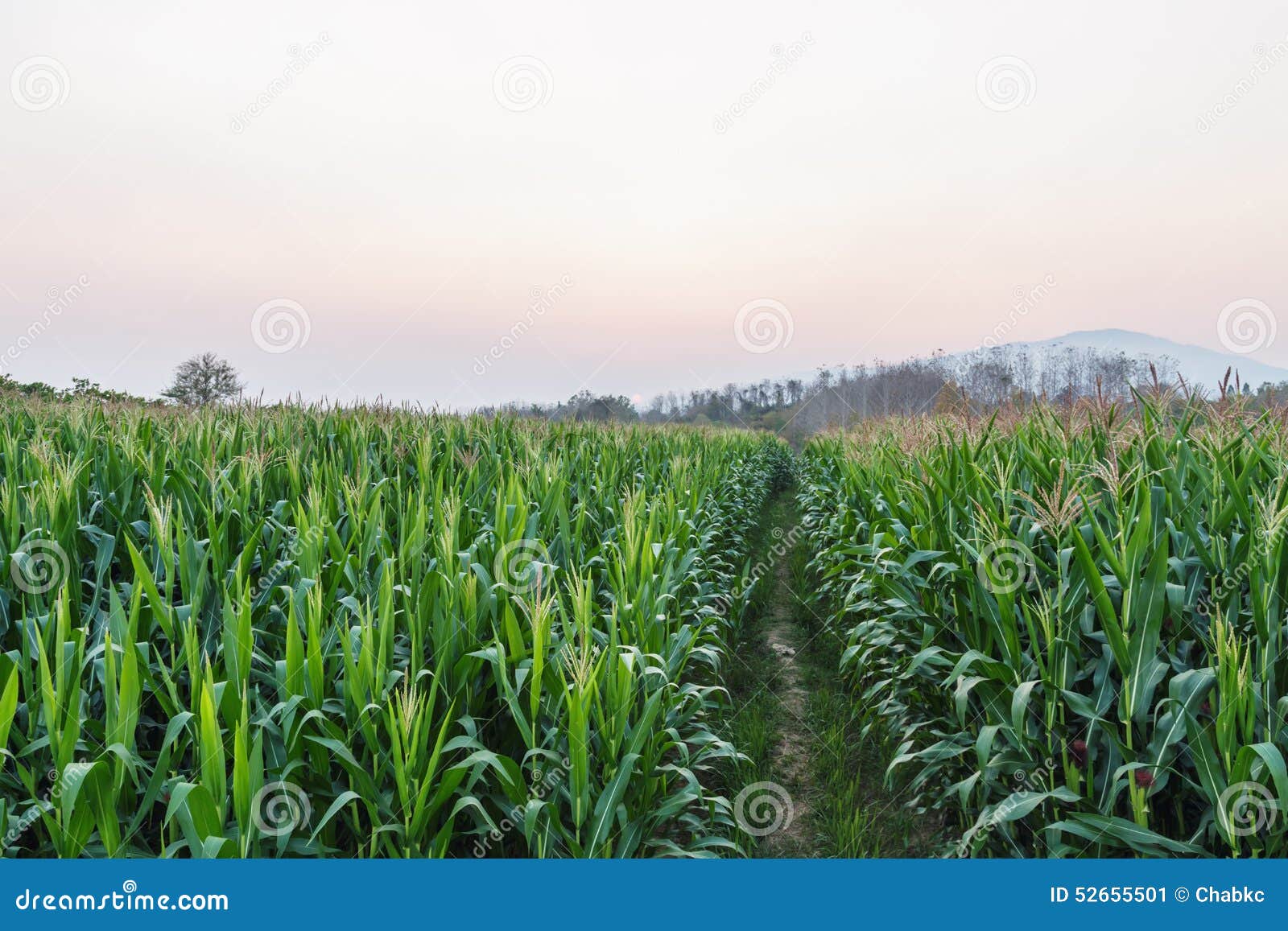 Green Agriculture Field Corn Area Stock Image - Image of mountains ...