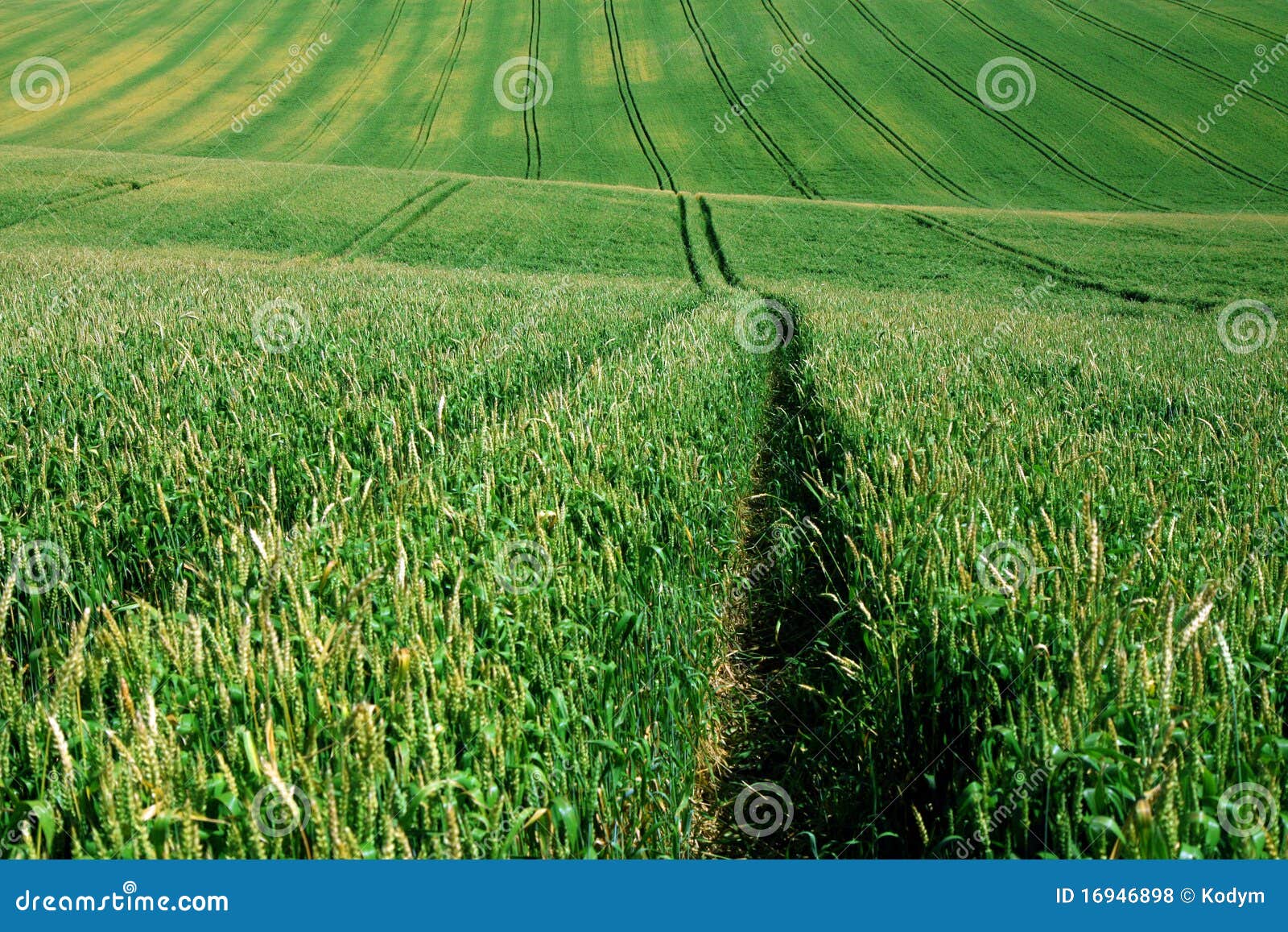 Green Agriculture Field with the Tractor Way Path Stock Photo - Image ...
