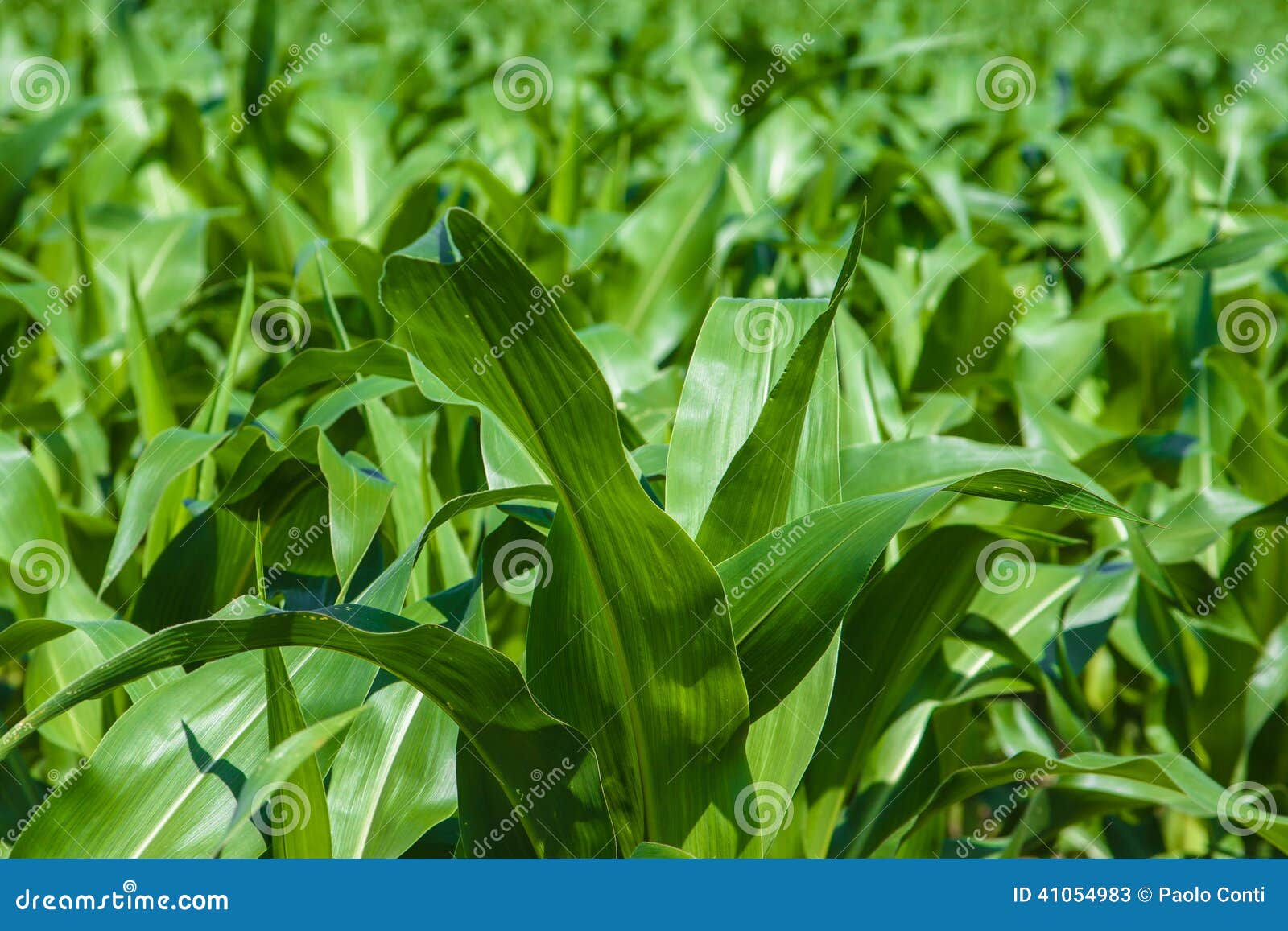 Green Agriculture Fields from Europe Stock Image - Image of countryside ...