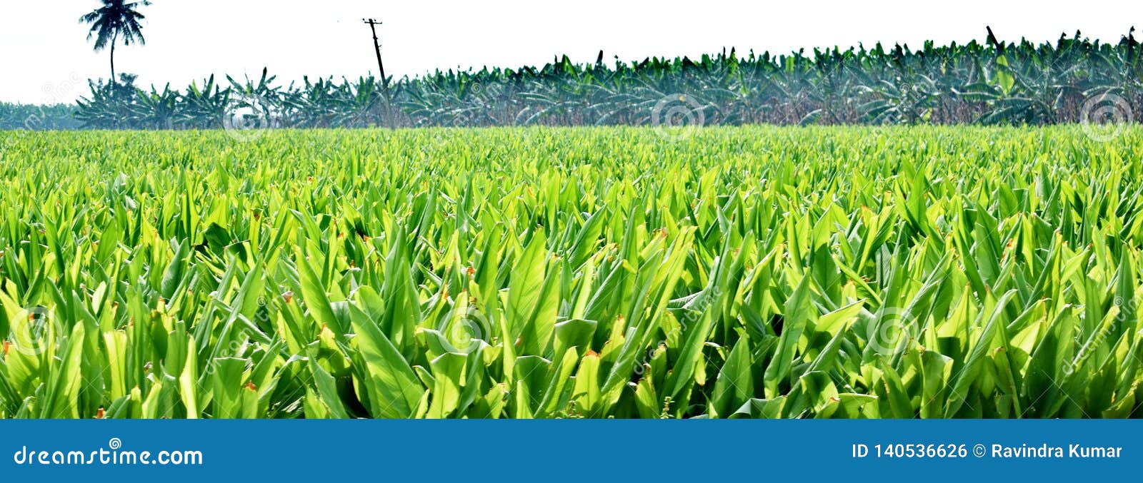 Agriculture Filed and Crops Stock Photo - Image of environment, color ...