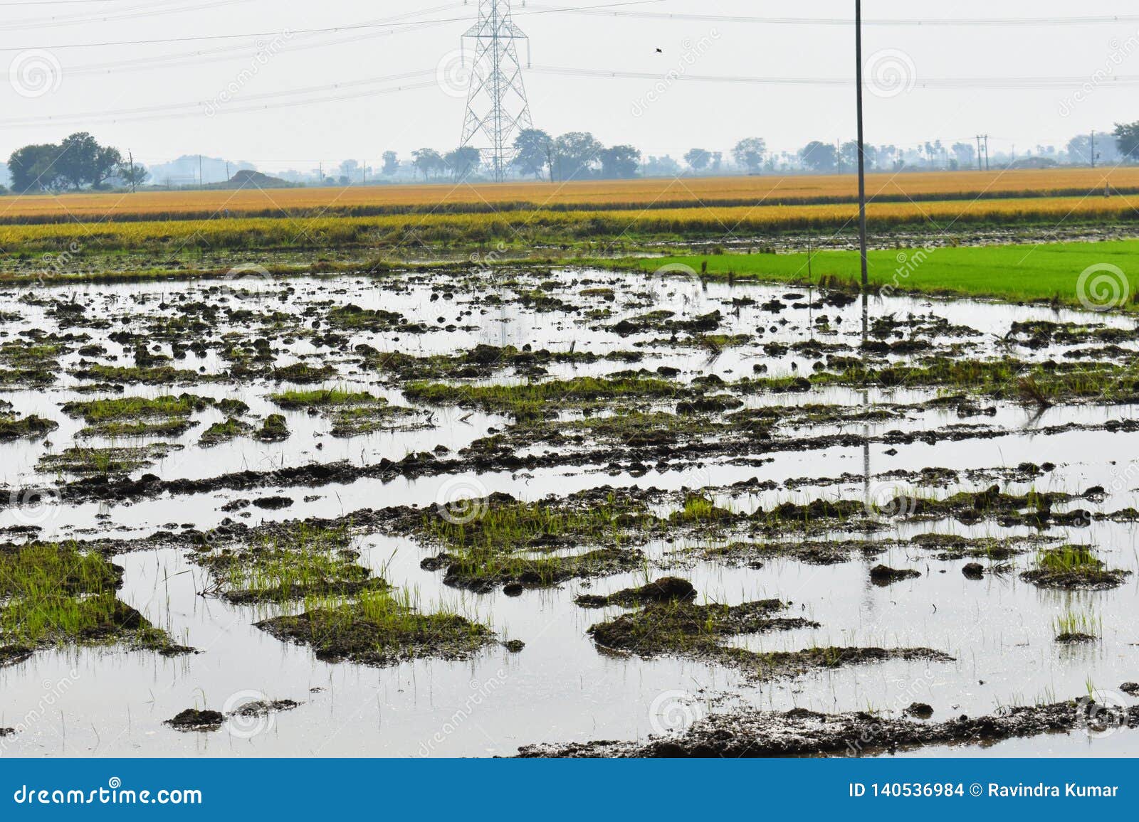 Agriculture Filed and Crops Stock Photo - Image of clicked, fresh ...