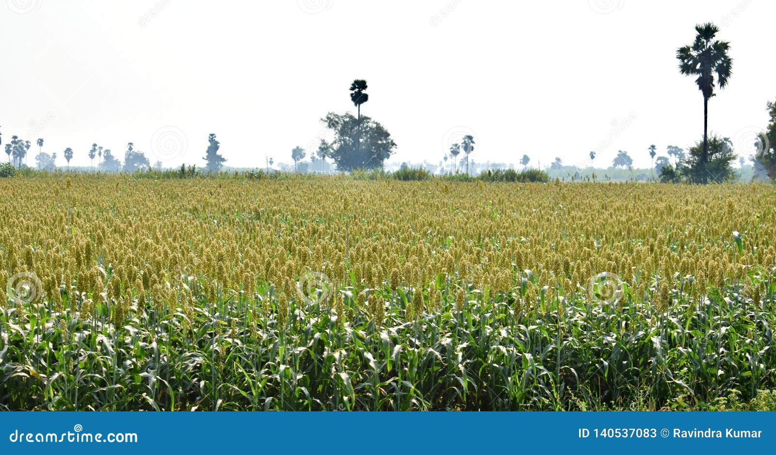Agriculture Filed and Crops Stock Image - Image of grain, country ...