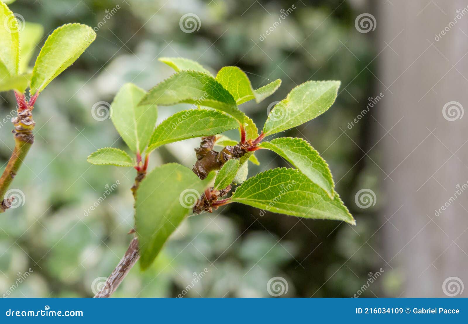 Green and airy leaves stock image. Image of outdoors - 216034109