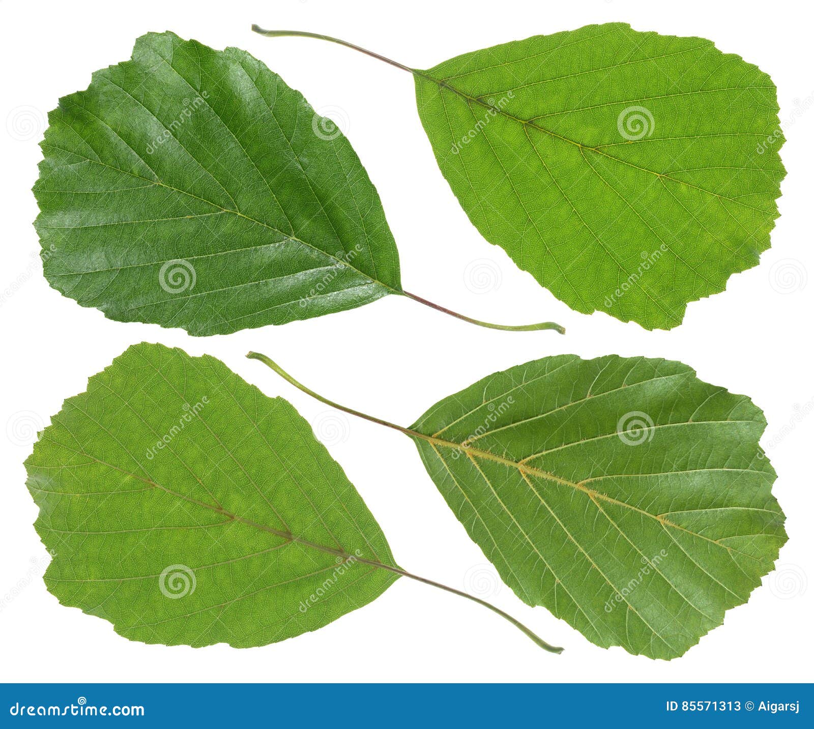 Green alder leaf stock image. Image of leafy, catkin - 85571313