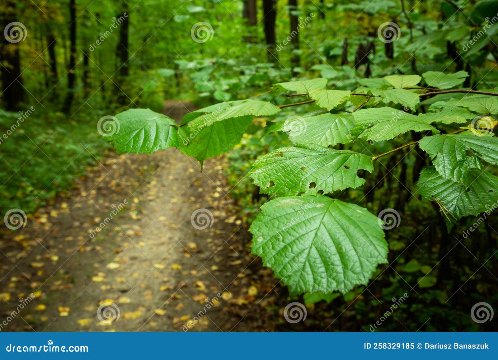 Green Alder Leaves by the Forest Road Stock Image - Image of branch ...