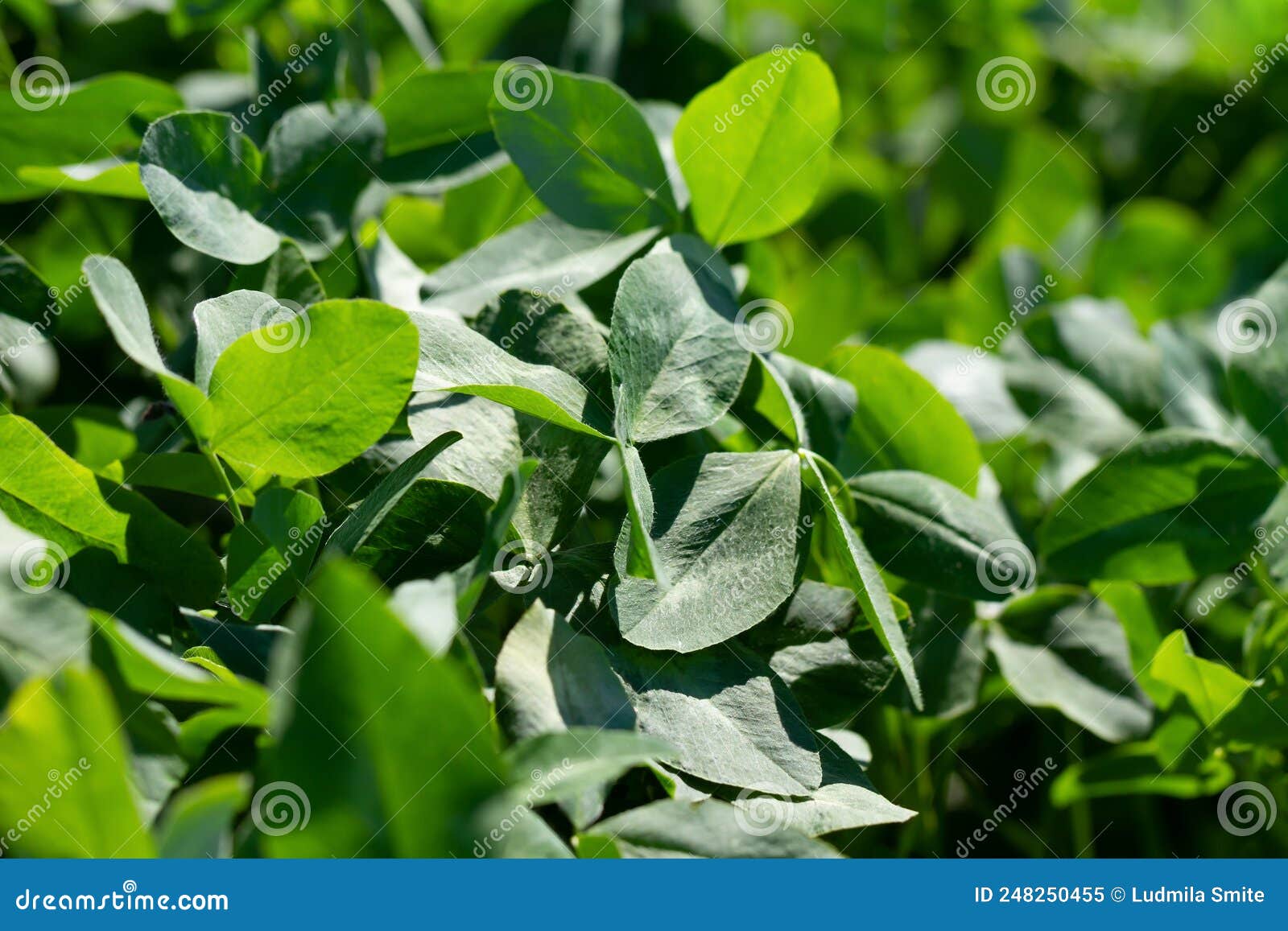 Green alfalfa on the field stock image. Image of herb - 248250455
