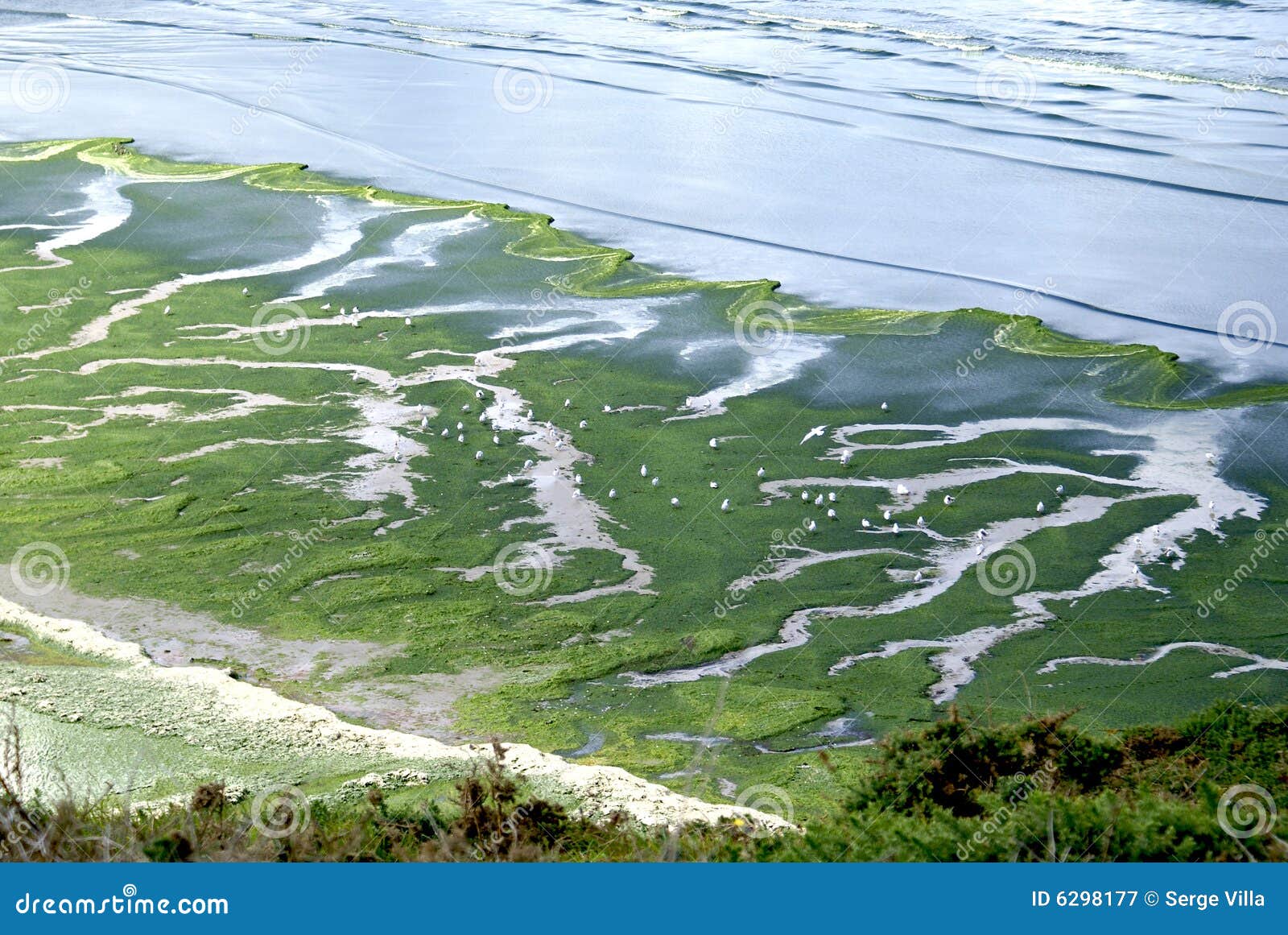 Green Alga stock image. Image of alga, france, brittany - 6298177